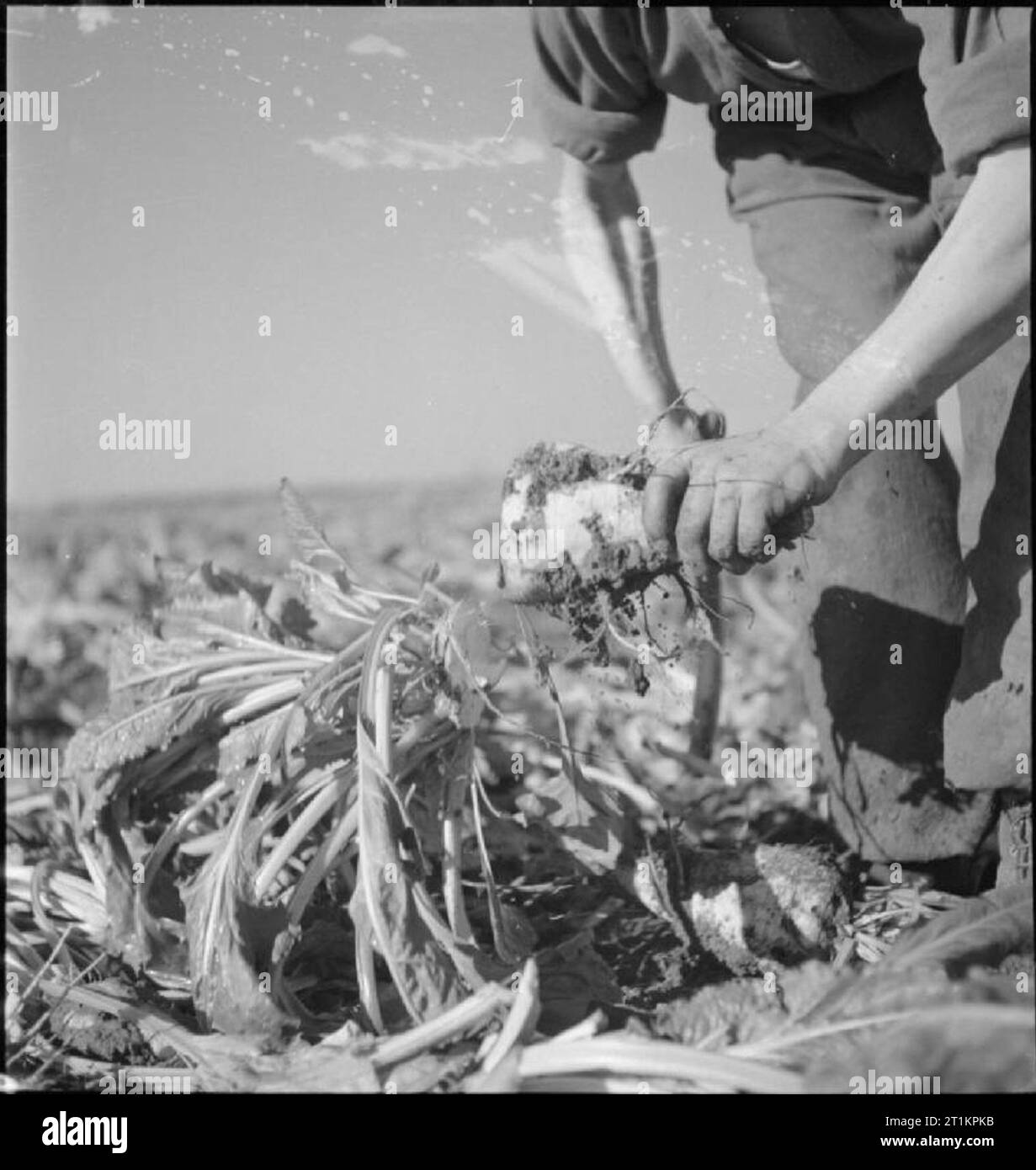 Producing Your Sugar- the Growing and Processing of Sugar Beet, Britain ...