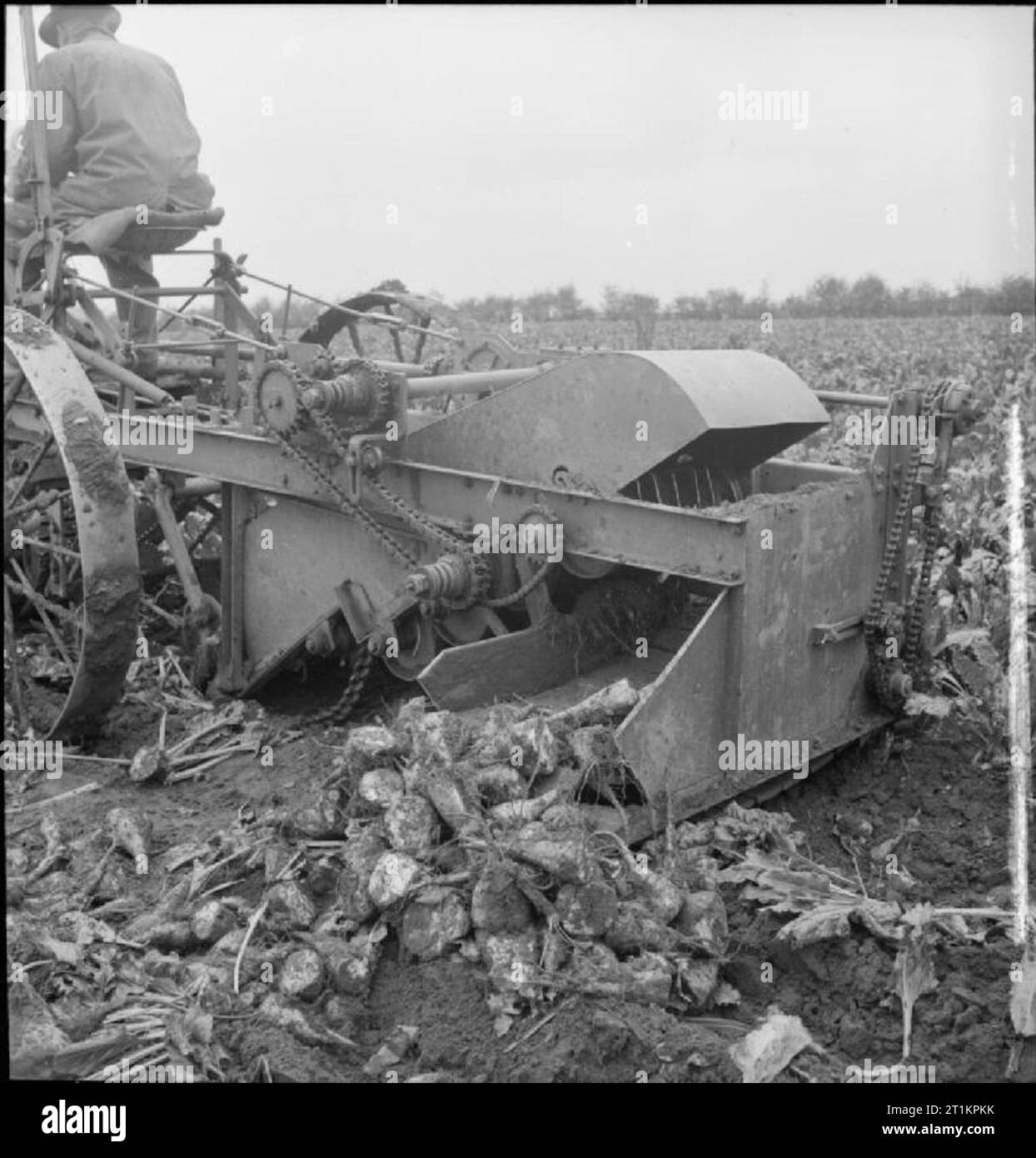 Producing Your Sugar- the Growing and Processing of Sugar Beet, Britain ...