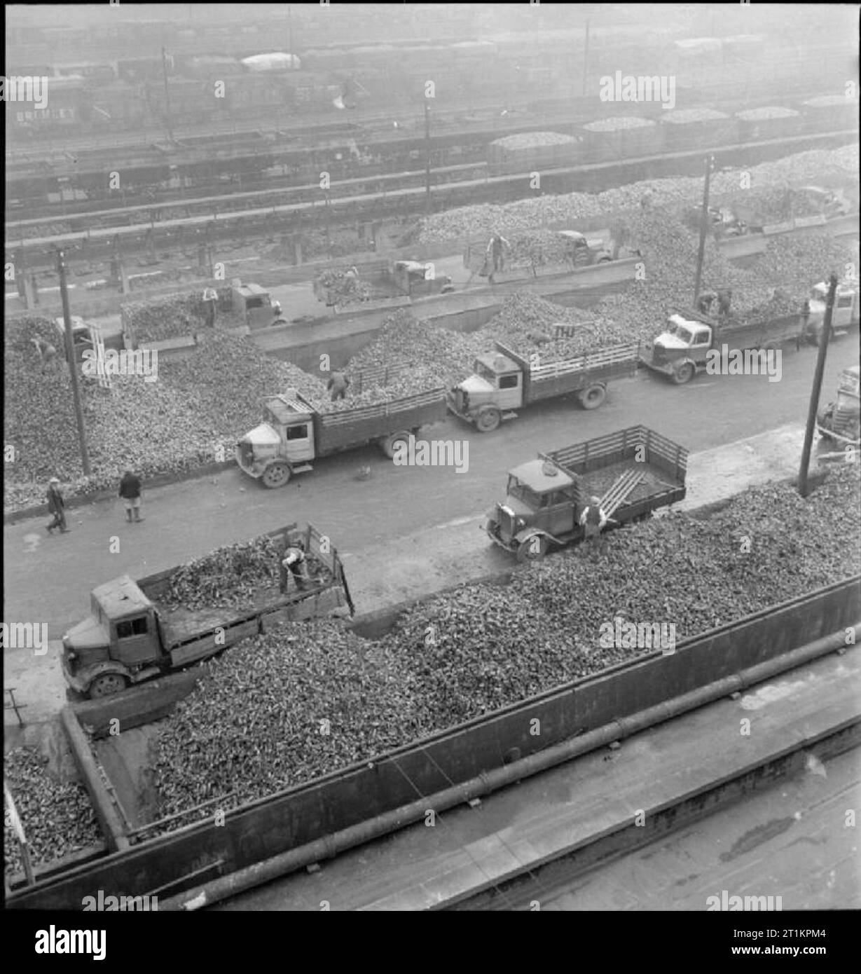 Producing Your Sugar- the Growing and Processing of Sugar Beet, Britain ...