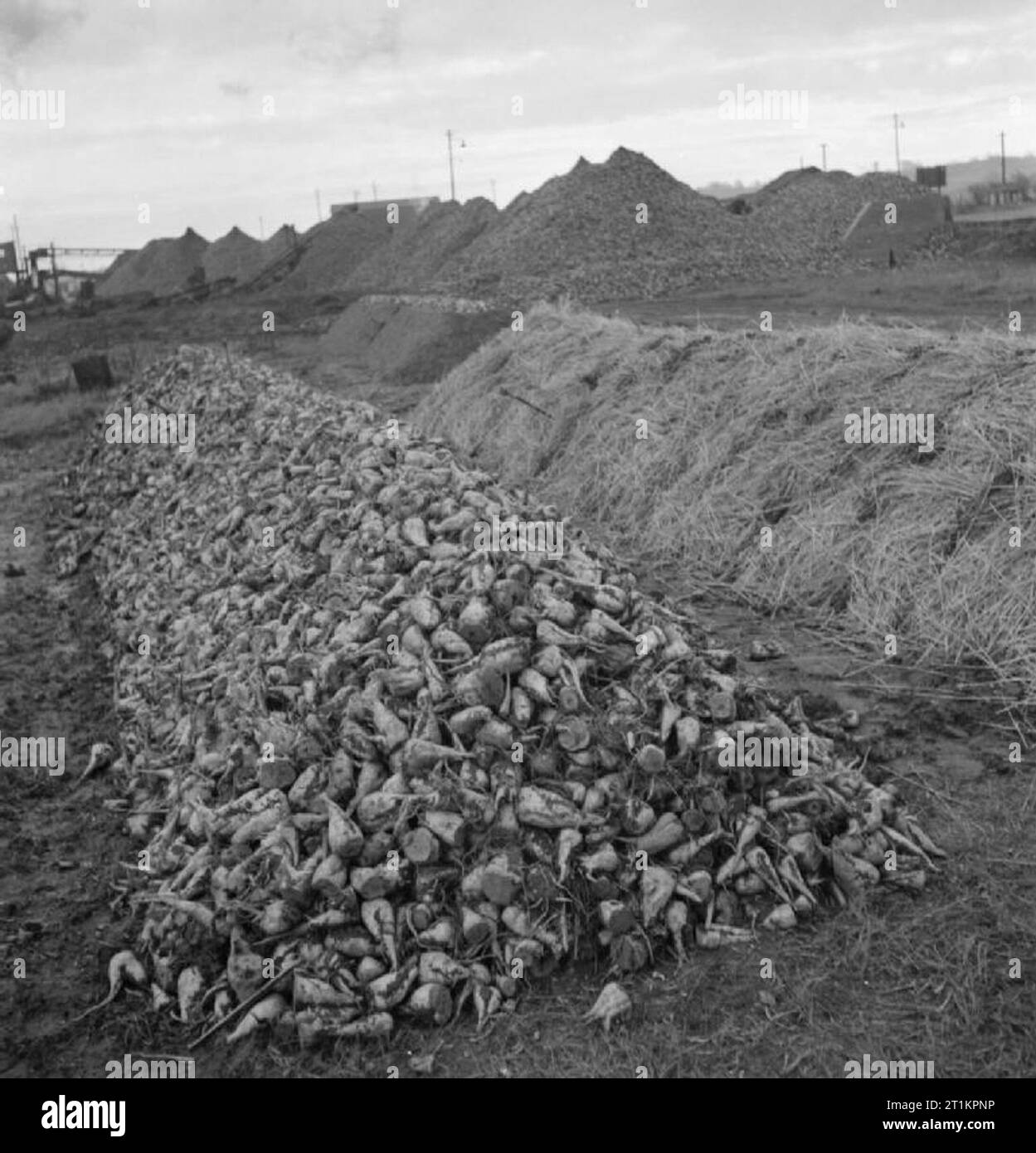Producing Your Sugar- the Growth and Processing of Sugar Beet in ...