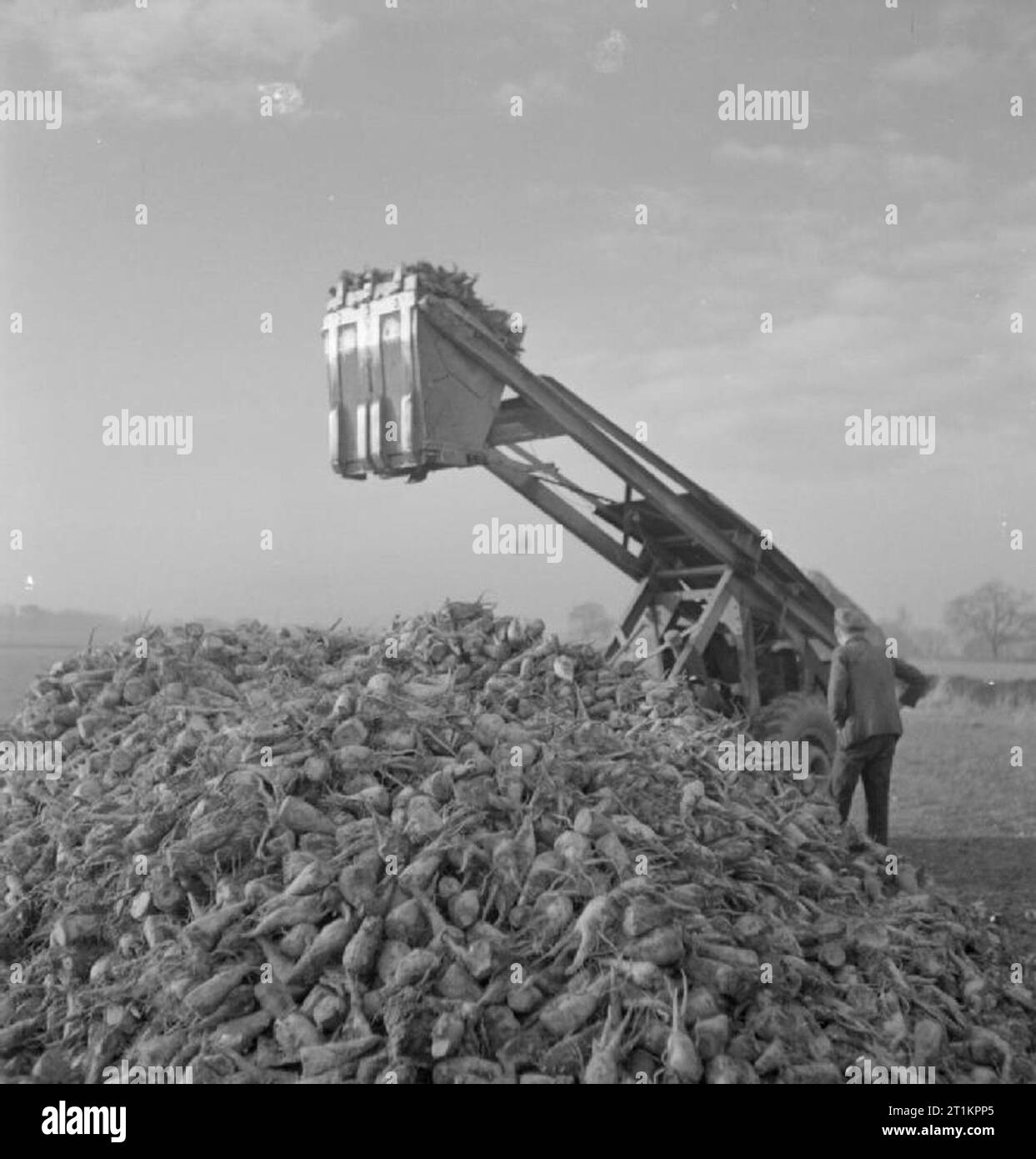 Producing Your Sugar- the Growth and Processing of Sugar Beet in ...