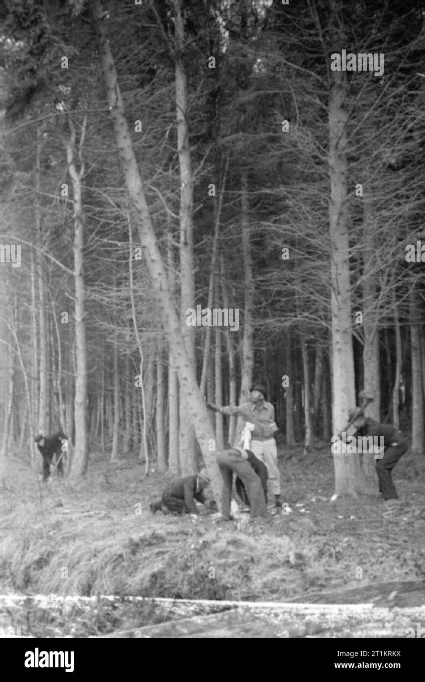 The British Honduras Forestry Unit in Britain, 1941 Men from British ...