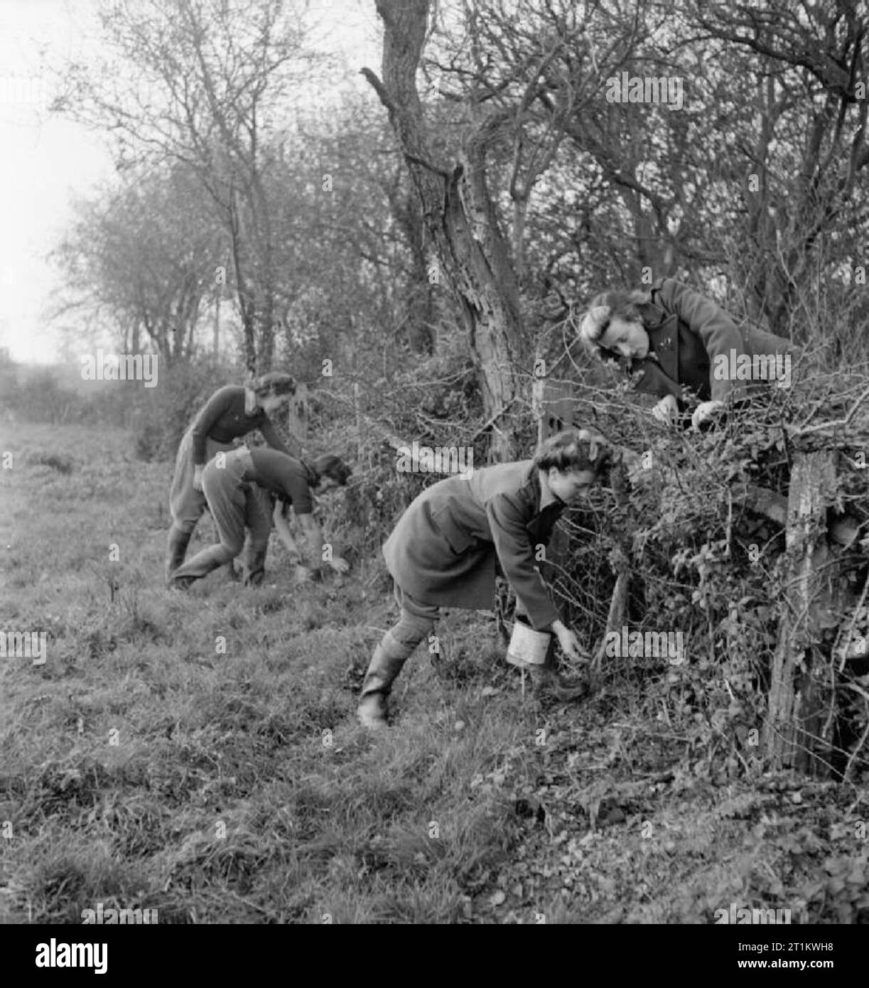 Hole in hedge Black and White Stock Photos & Images - Alamy