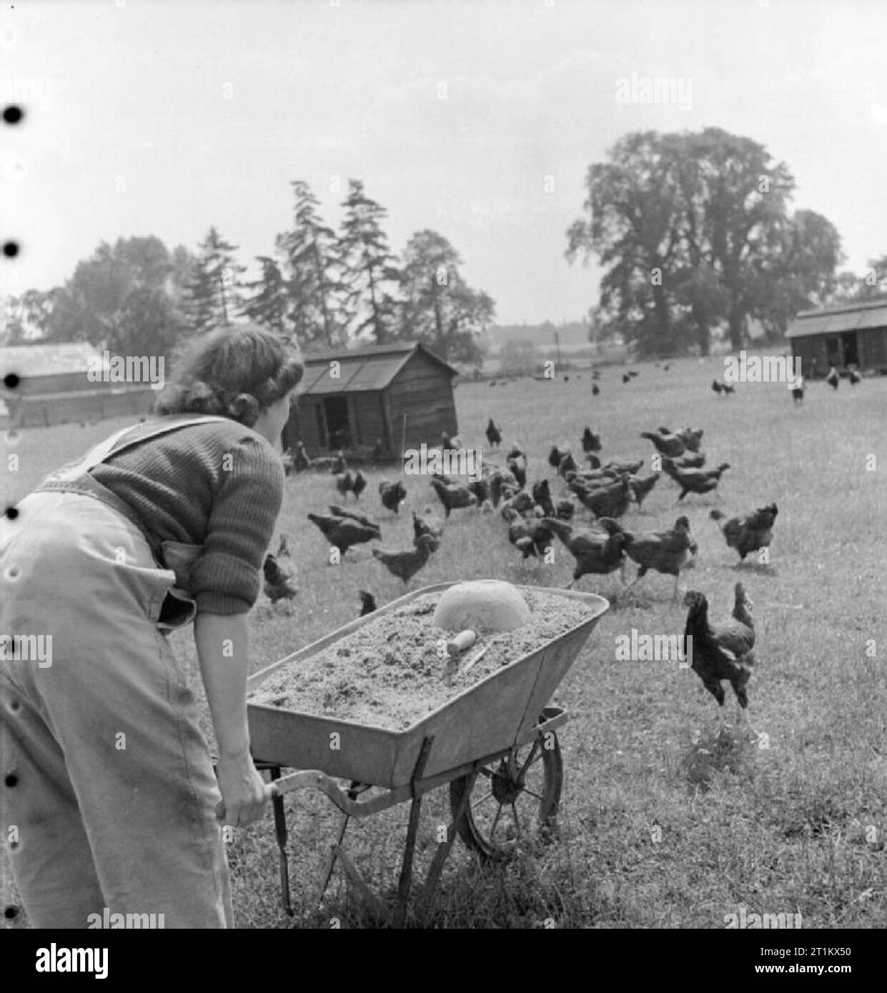 Battle of the Land- the work of the Women's Land Army on the British ...