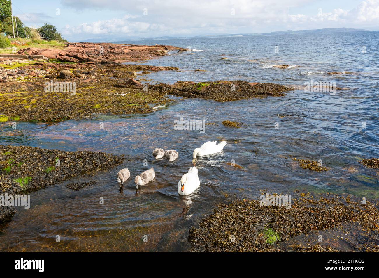 Swan family in Corrie, Isle Of Arran, Firth of Clyde, Scotland, UK ...