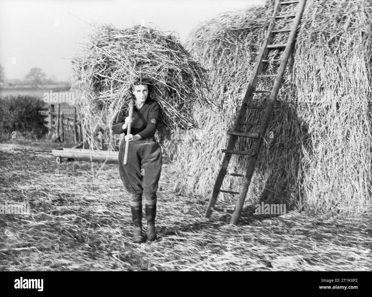 A Land Girl carrying a large forkful of hay in order to feed cattle at ...