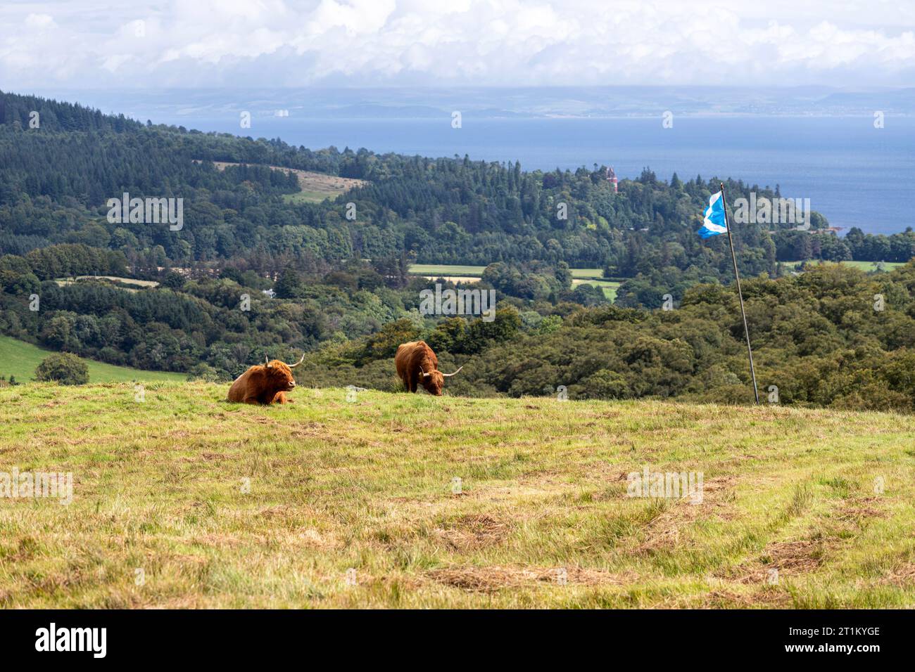 Highland cattle and Scottish flag, Isle Of Arran, Firth of Clyde ...