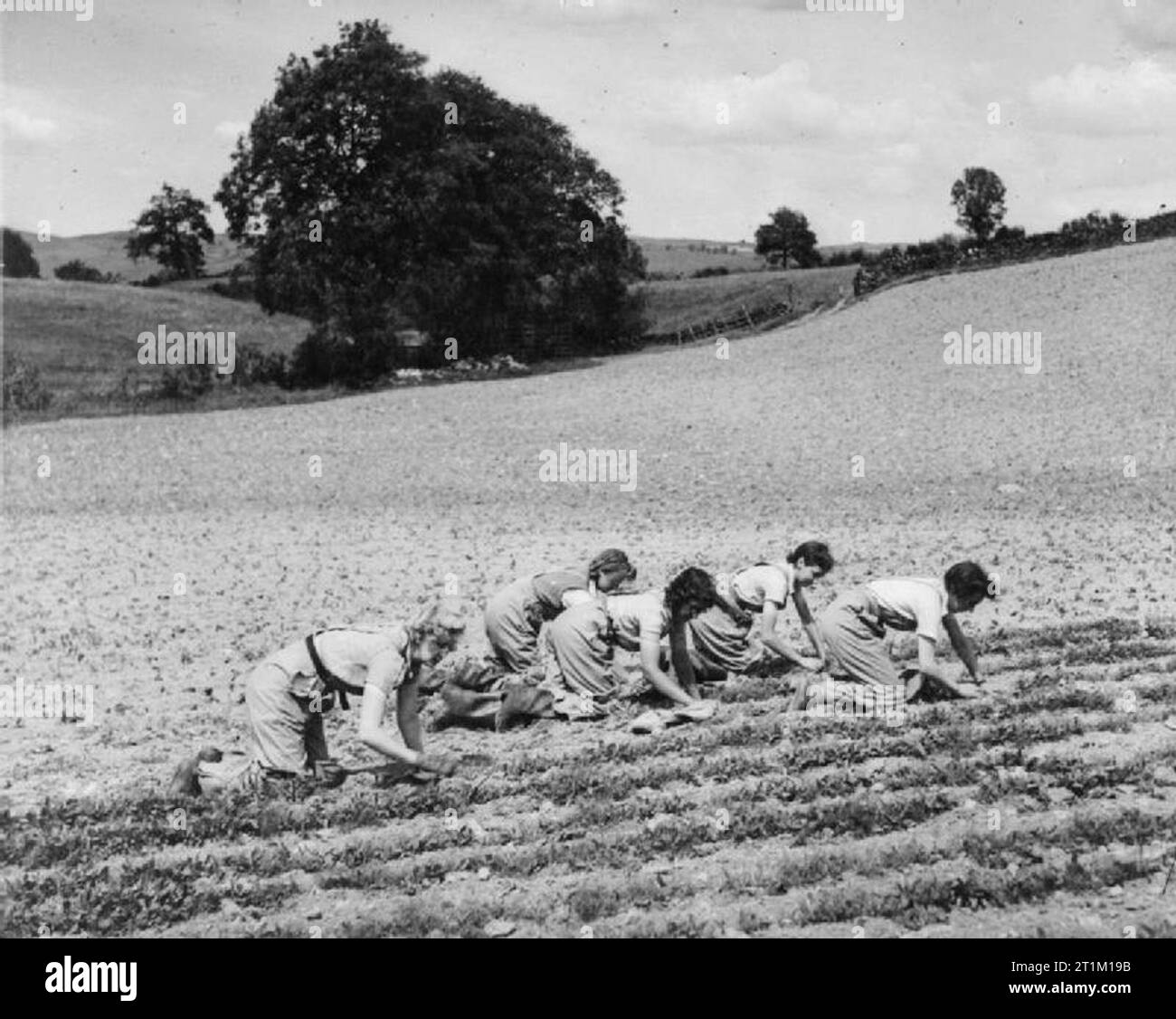 The Women's Land Army during the Second World War Land girls thinning ...