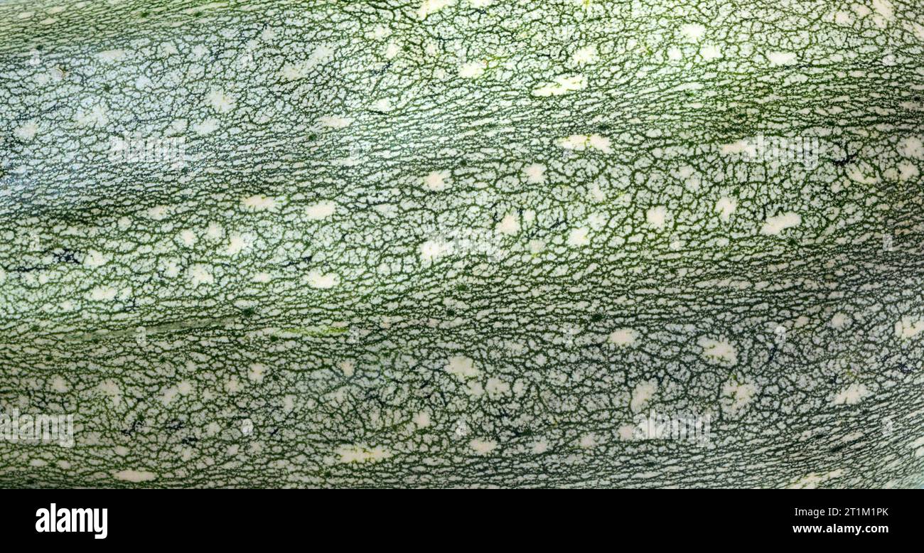 Natural green background. Abstract green texture. Zucchini. Сourgette ...