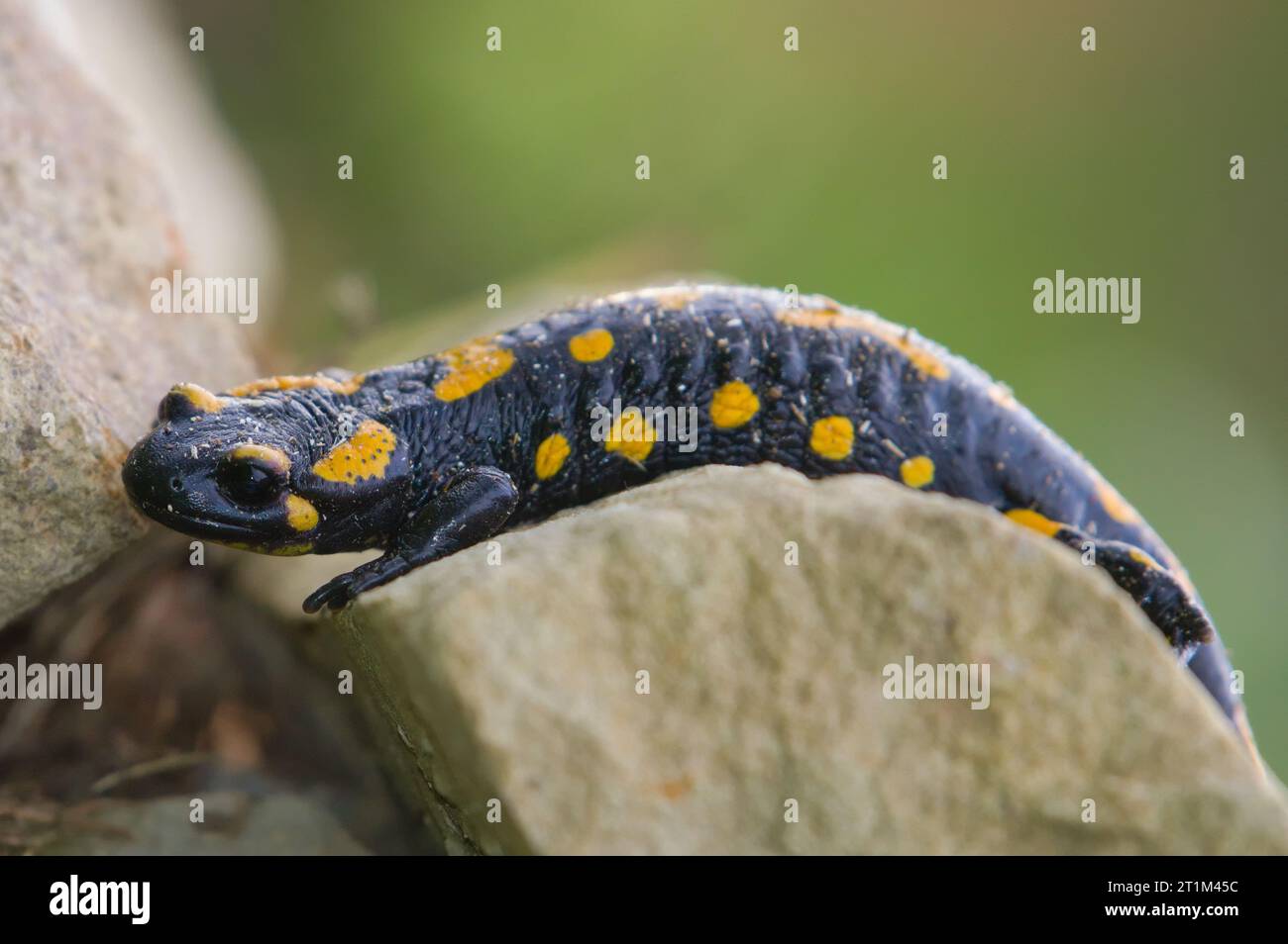 Salamandra salamandra aka fire salamander is crawling on the stone in ...