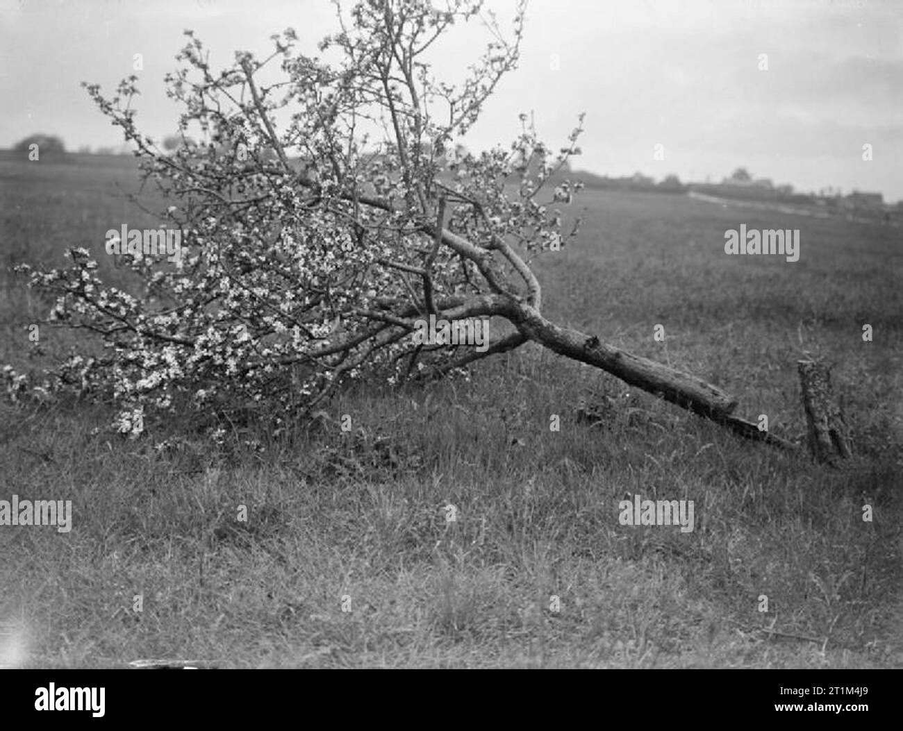 Apple tree cut hi-res stock photography and images - Alamy