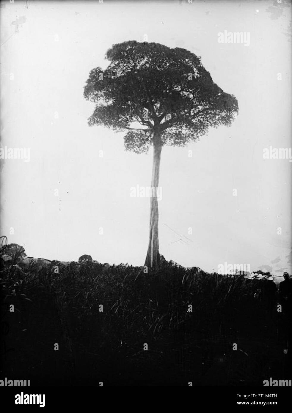 Ministry of Information First World War Official Collection German East ...