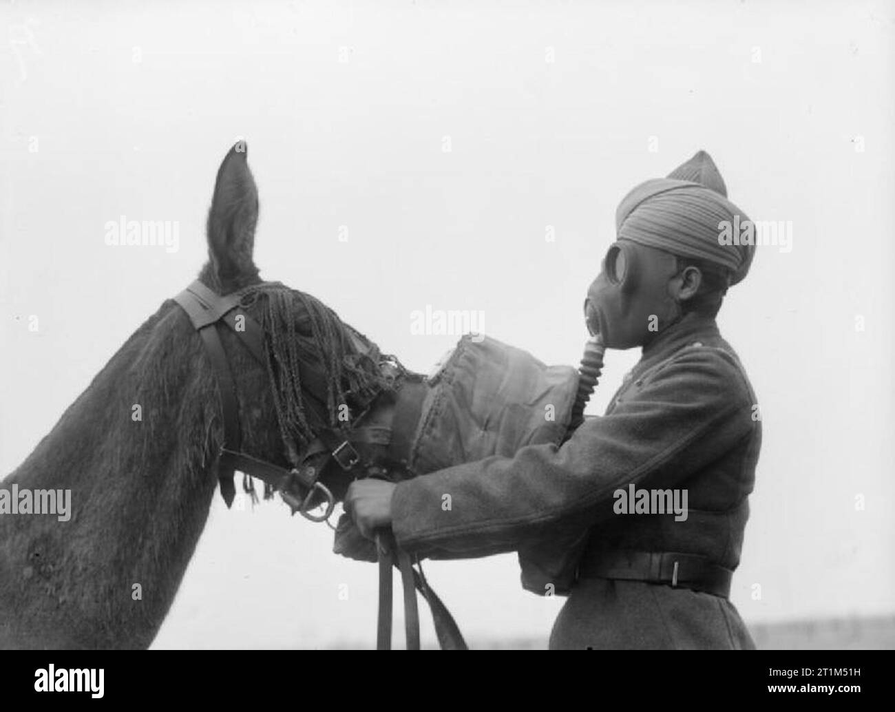 Gas Masks For Mules Gas masks were introduced during the Second World ...