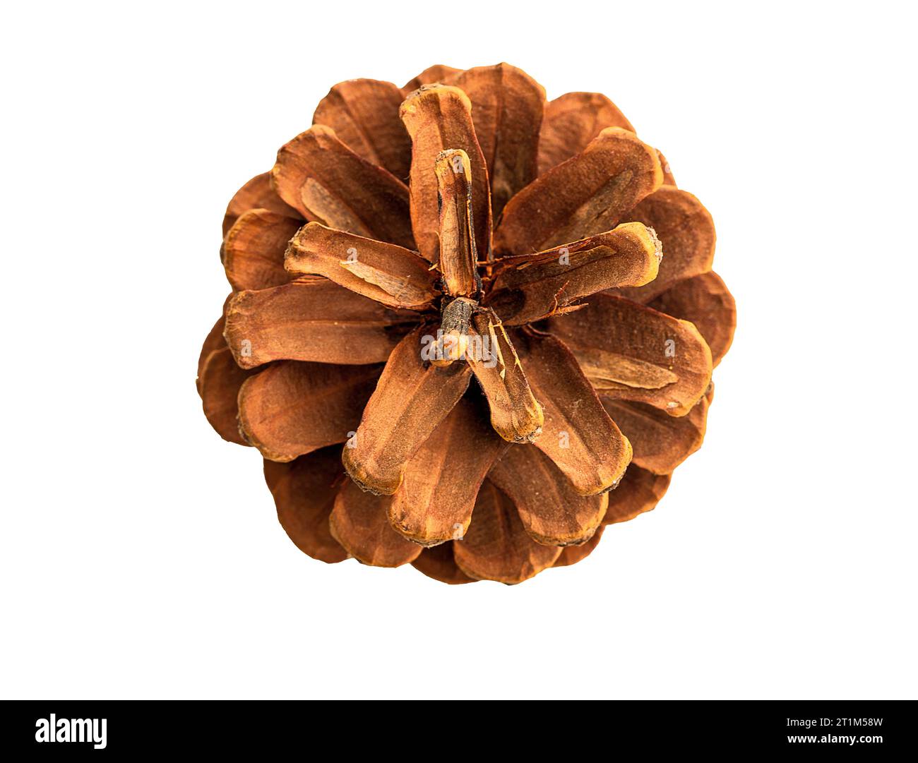 Top view of an open pine cone Stock Photo - Alamy