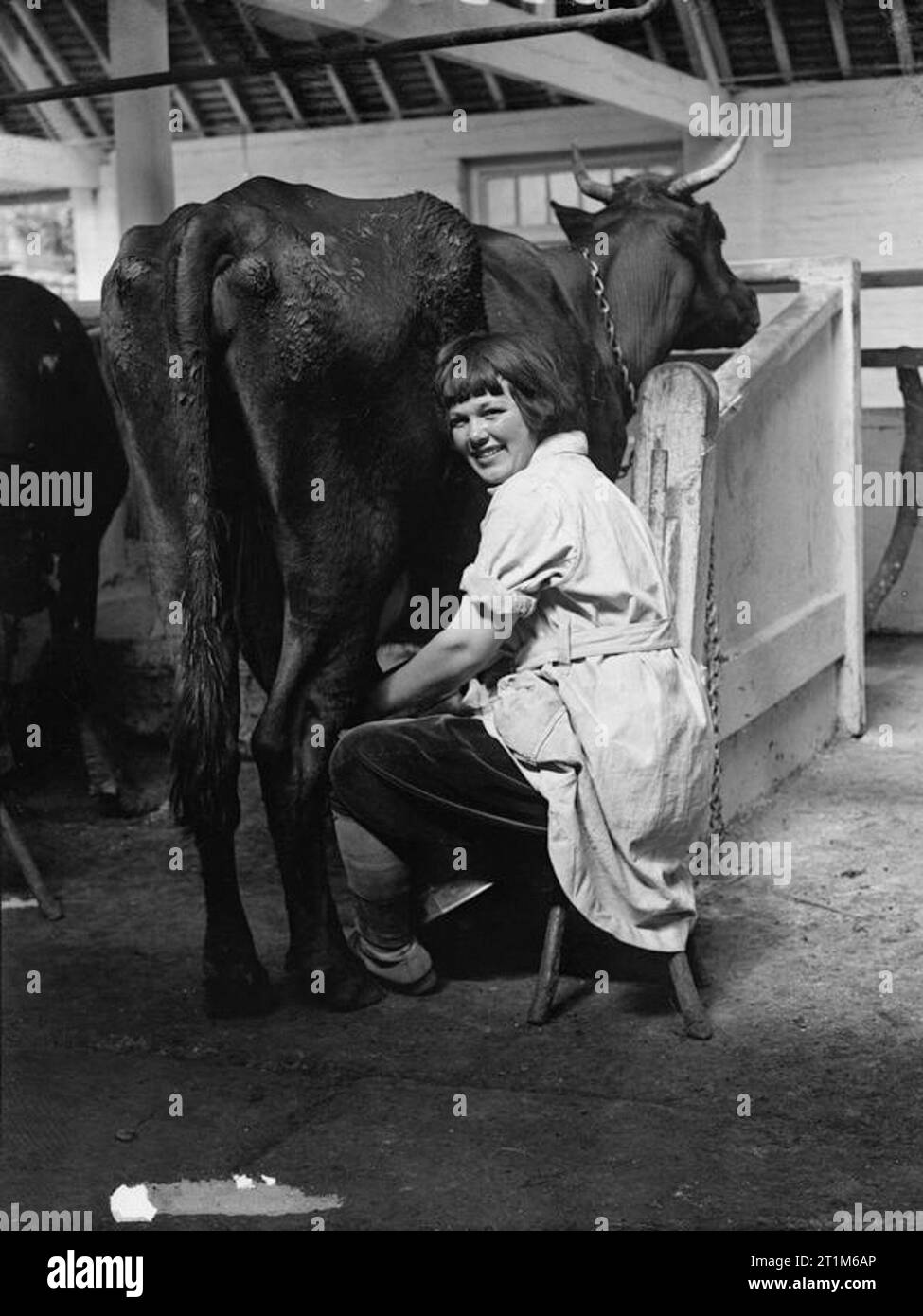 Ministry of Information First World War Official Collection Member of ...