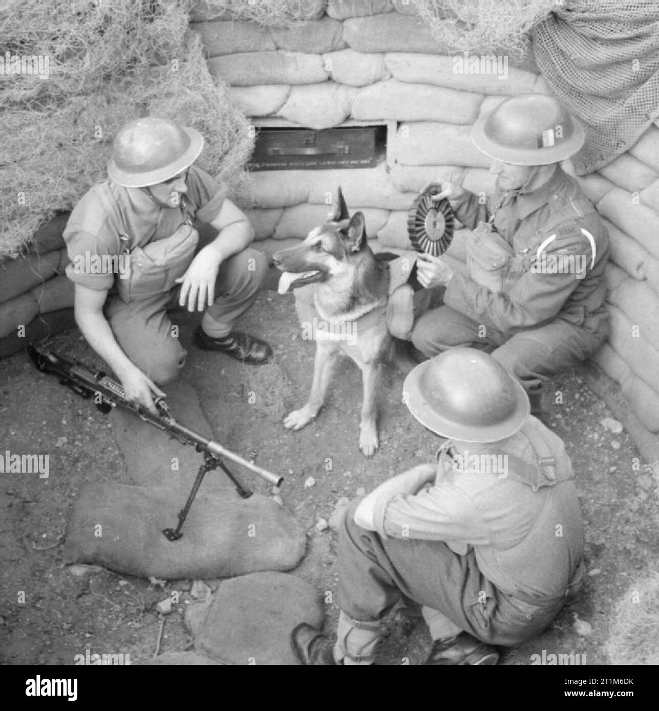 Animals at War 1939 - 1945 Troops putting some Lewis gun drums of ...
