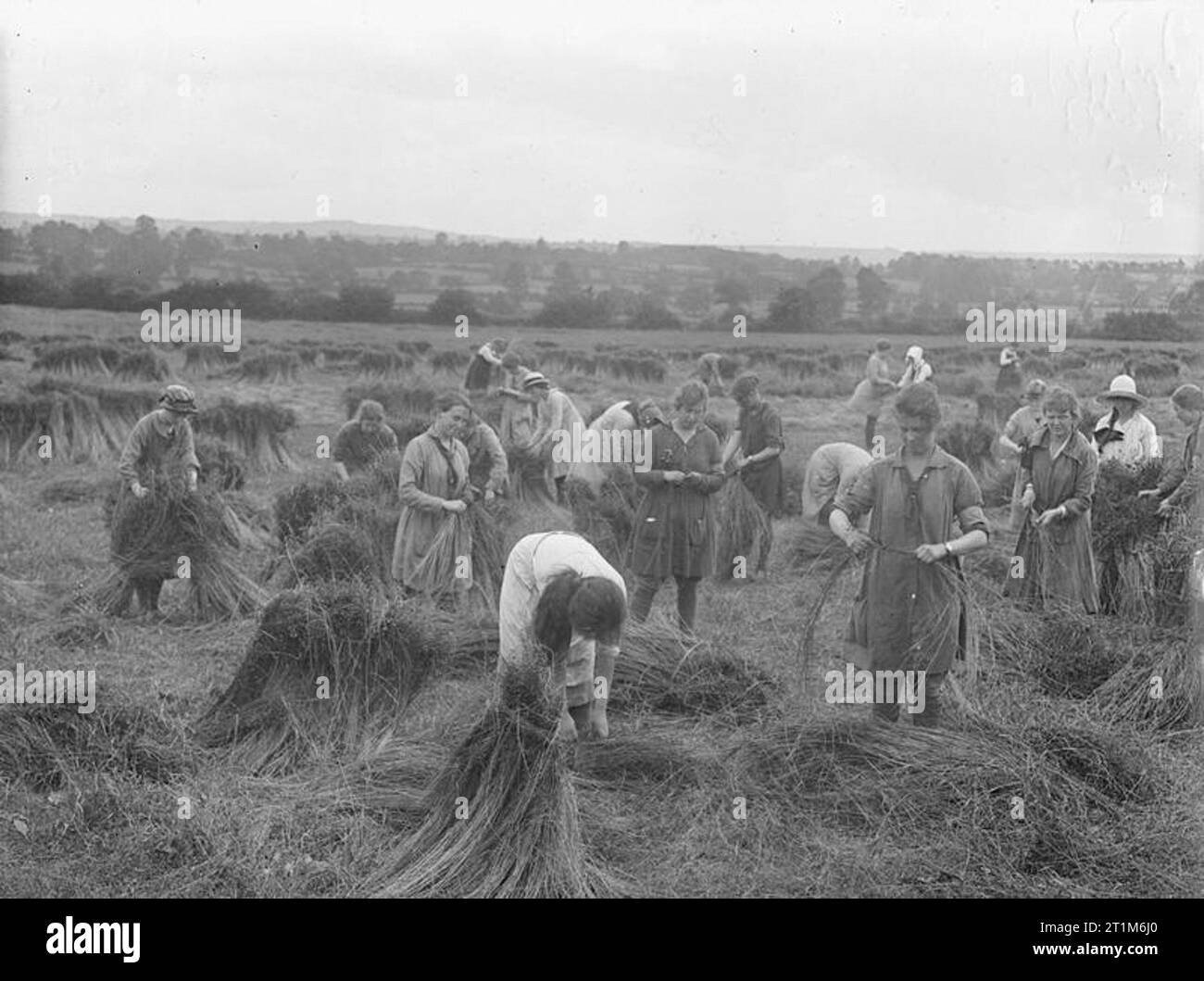Ministry of Information First World War Official Collection Girl ...