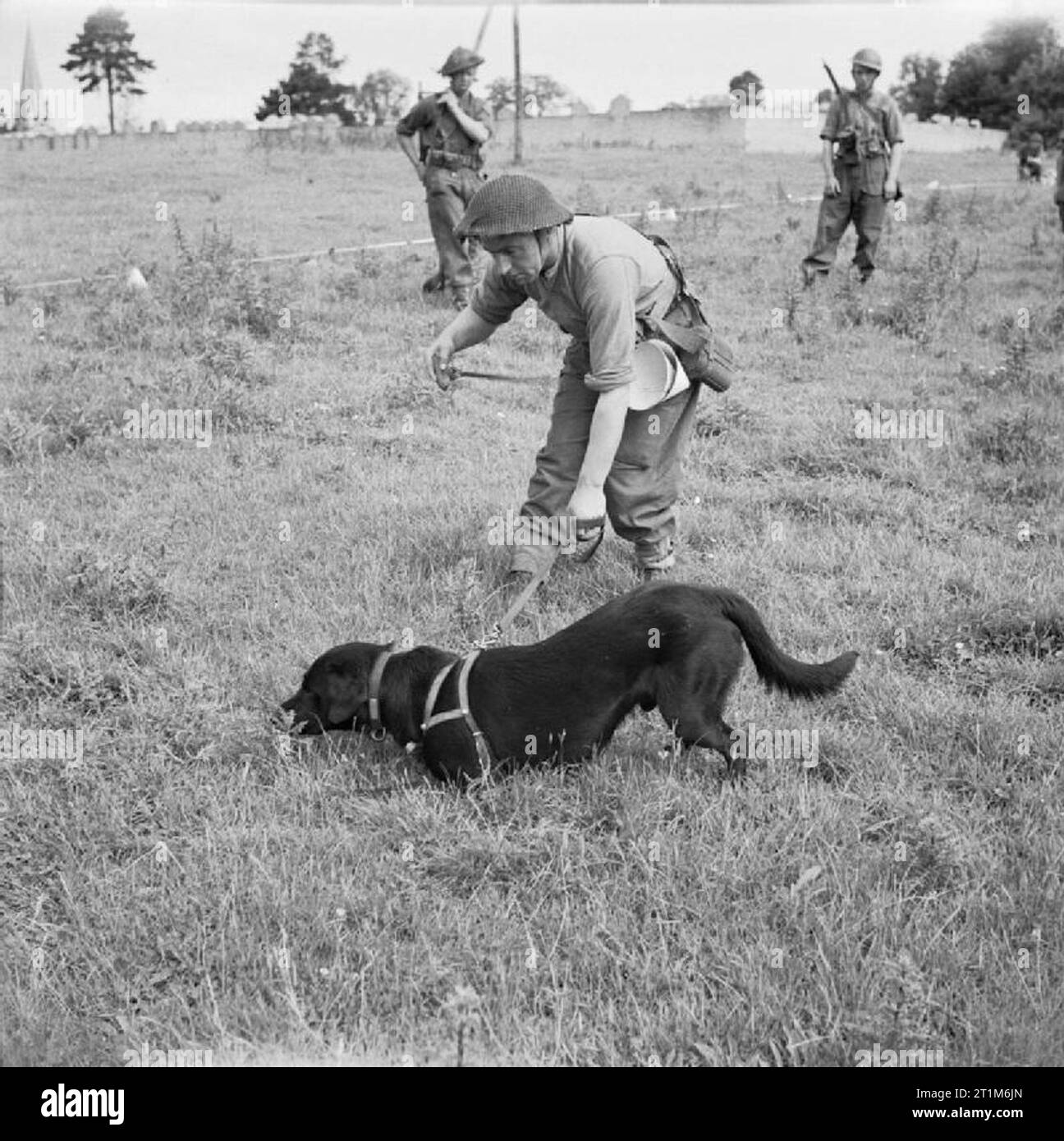 Animals in War 1939-1945 'Bobs', a Labrador, serving with No 1 Dog Platoon of the Royal ...