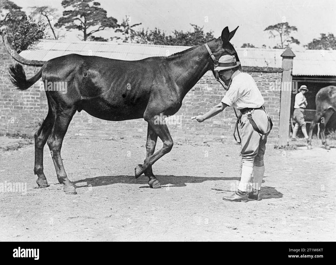 Ministry of Information First World War Official Collection A Lady ...