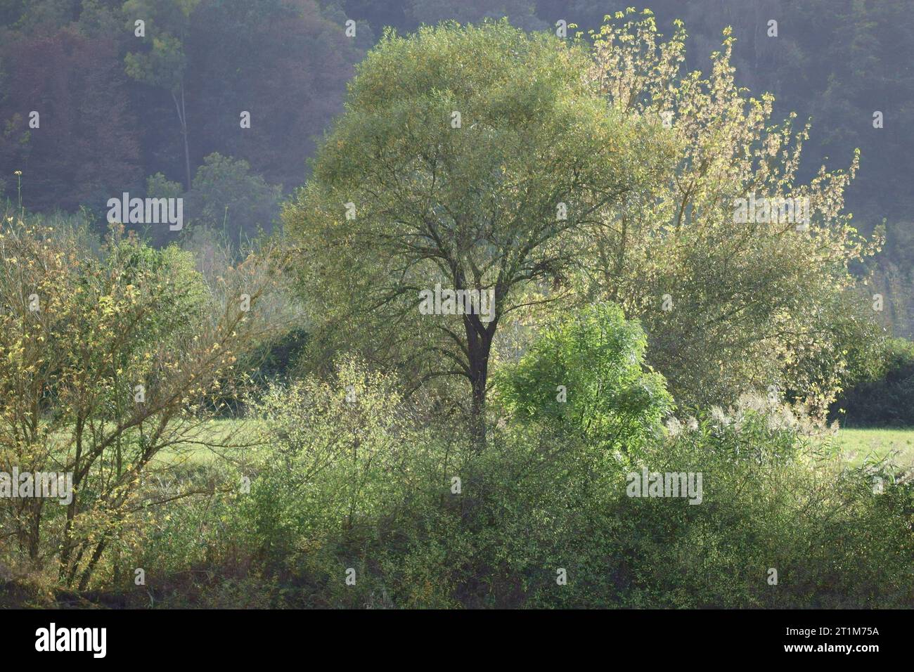 Light enhances hi-res stock photography and images - Alamy