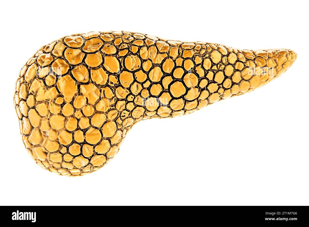 Golden Pancreas, 3D rendering isolated on white background Stock Photo ...