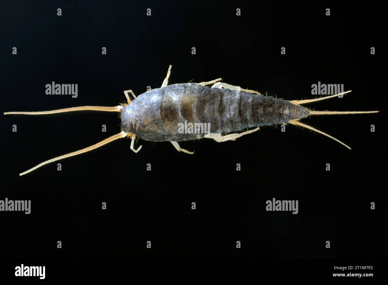Silverfish (Lepisma saccharina), adult. Isolated on a black background ...