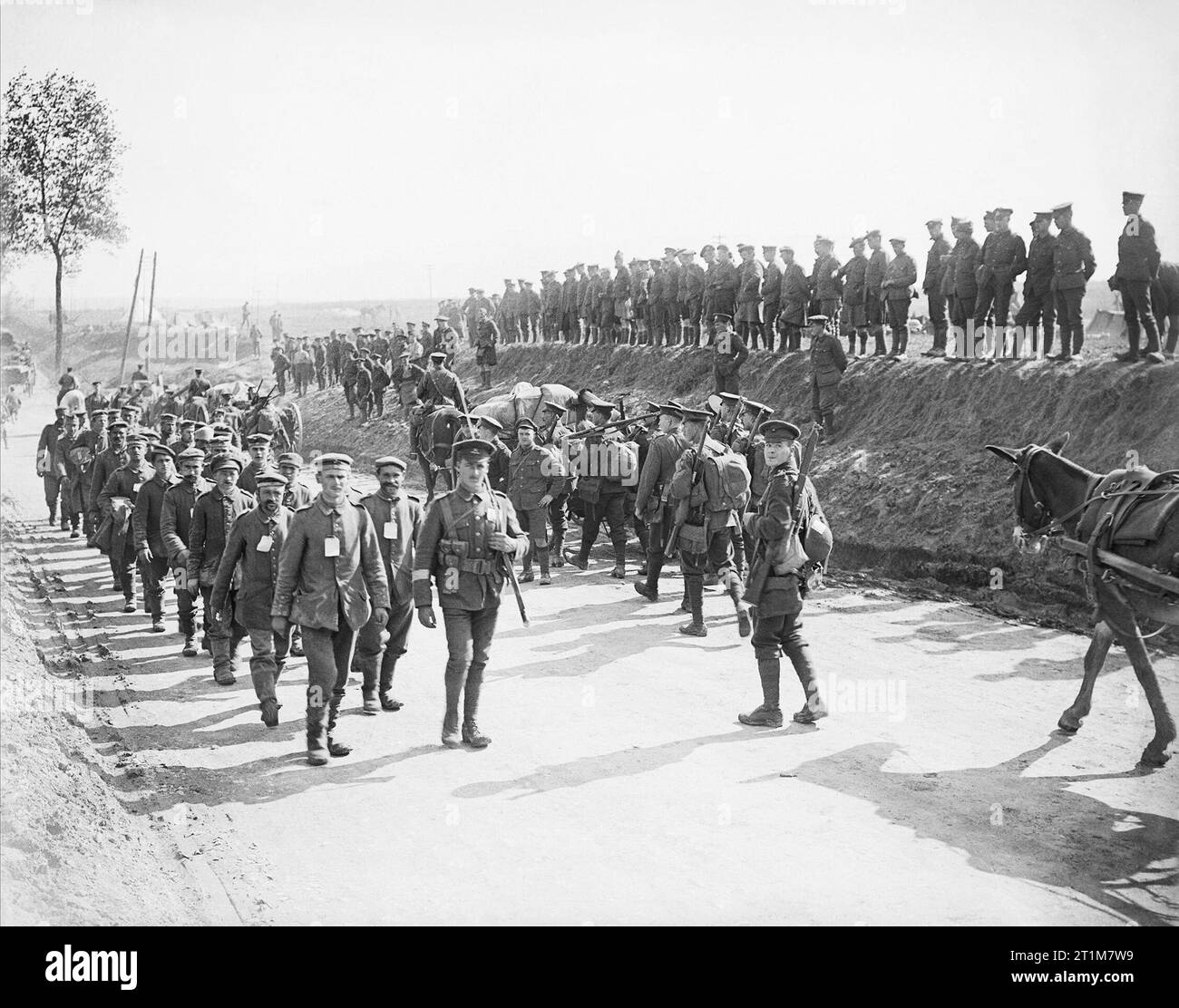 The Battle of the Somme, July-november 1916 Stock Photo - Alamy