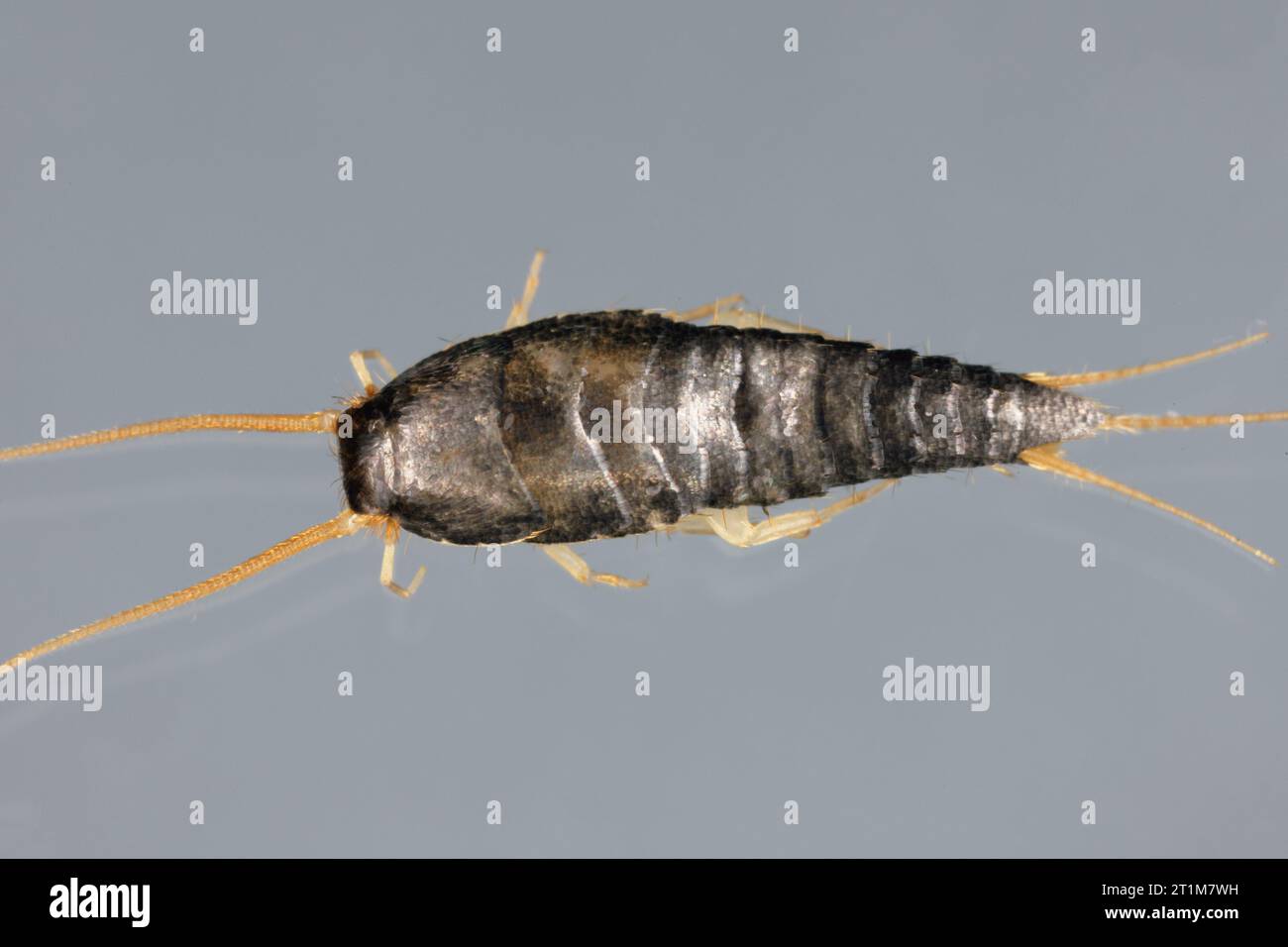 Silverfish (Lepisma saccharina), adult. Isolated on a gray background ...
