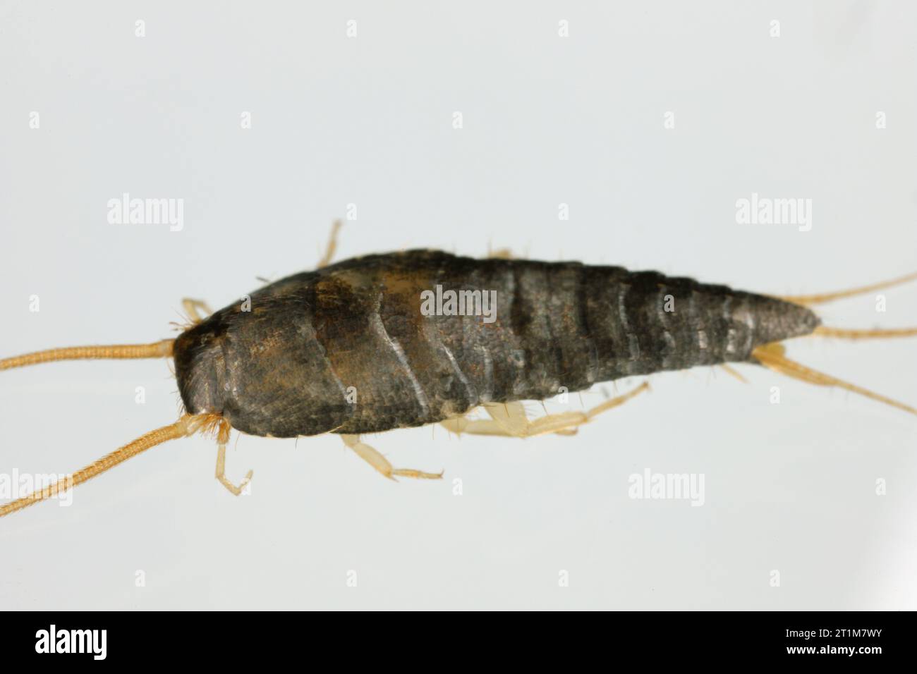 Silverfish (Lepisma saccharina), adult. Isolated on a gray background ...