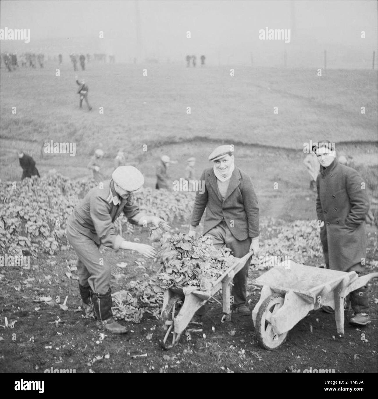 German Prisoners of War in Britain German POWs working in the vegetable ...
