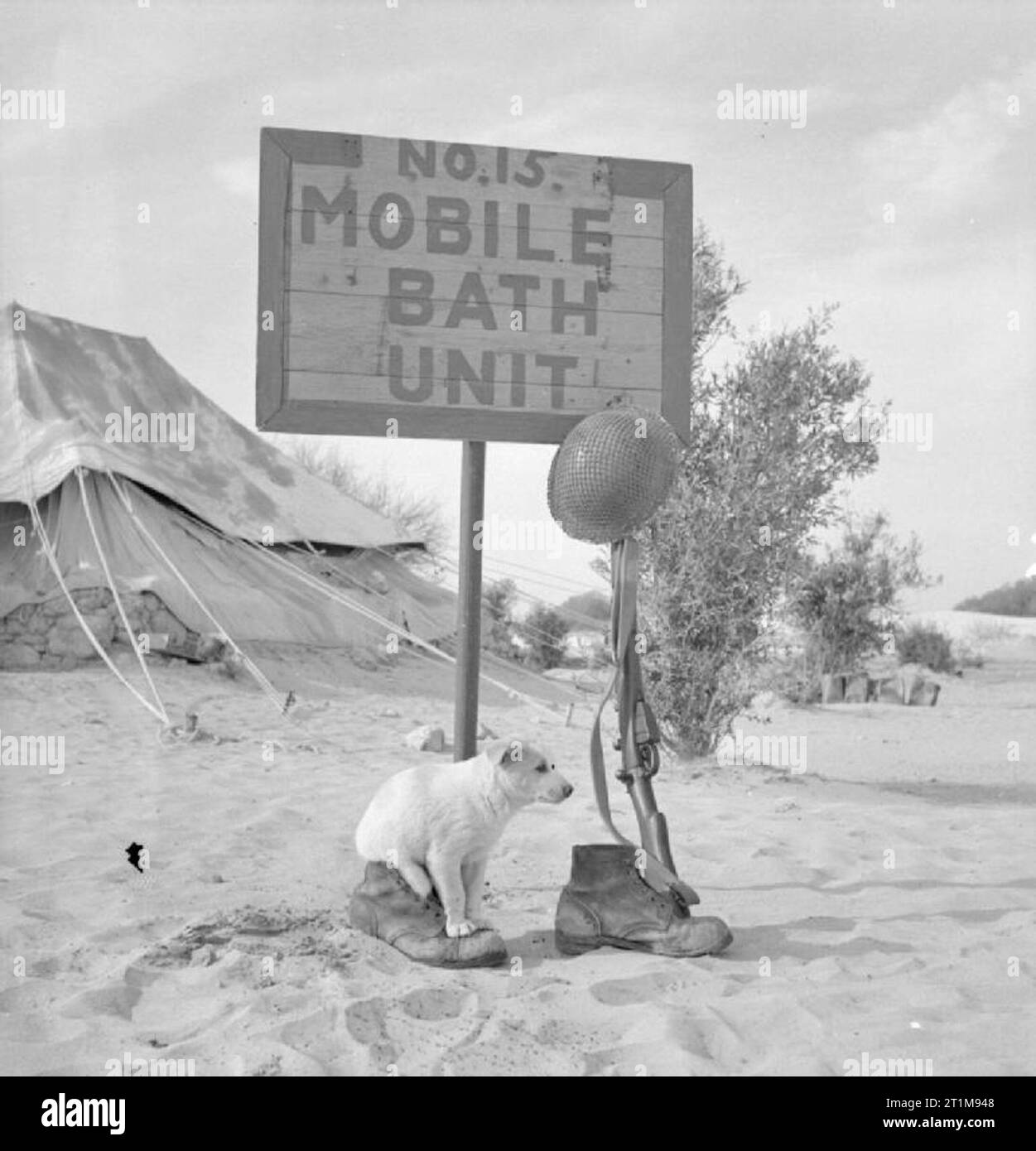 The British Army in North Africa 1942 A soldier's dog looks after his ...