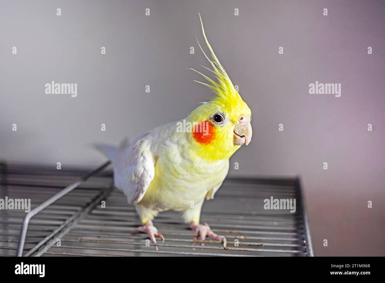 Cockatiel ownership hi-res stock photography and images - Alamy