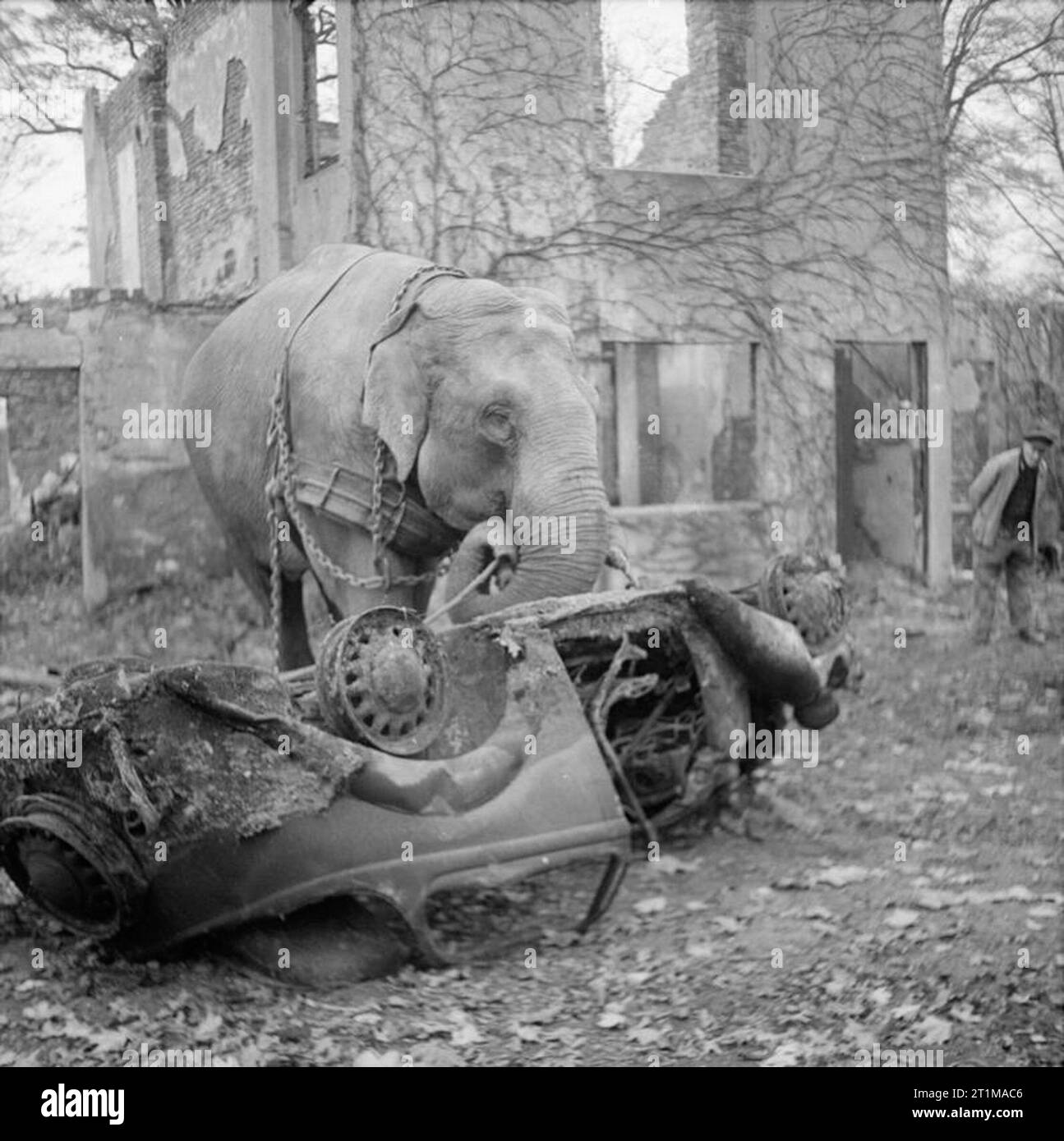 Germany Under Allied Occupation Circus elephant Kiri picking up the ...