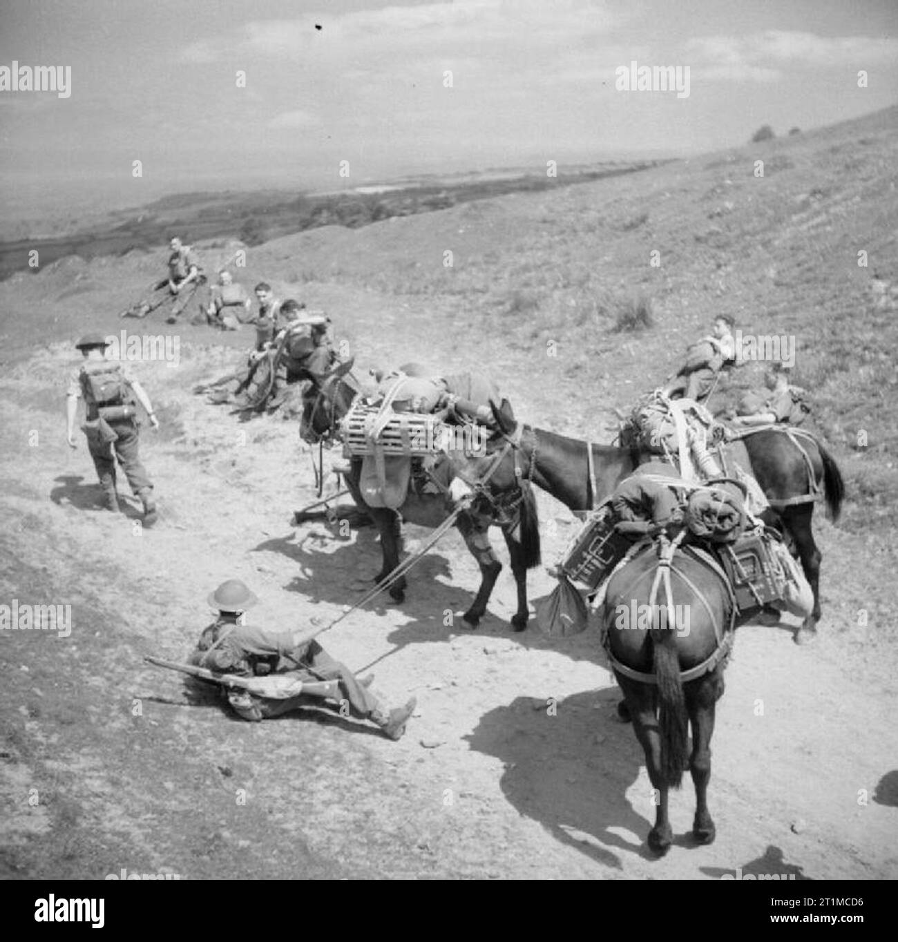 The British Army in the United Kingdom 1939-45 Mule teams from the 31st ...