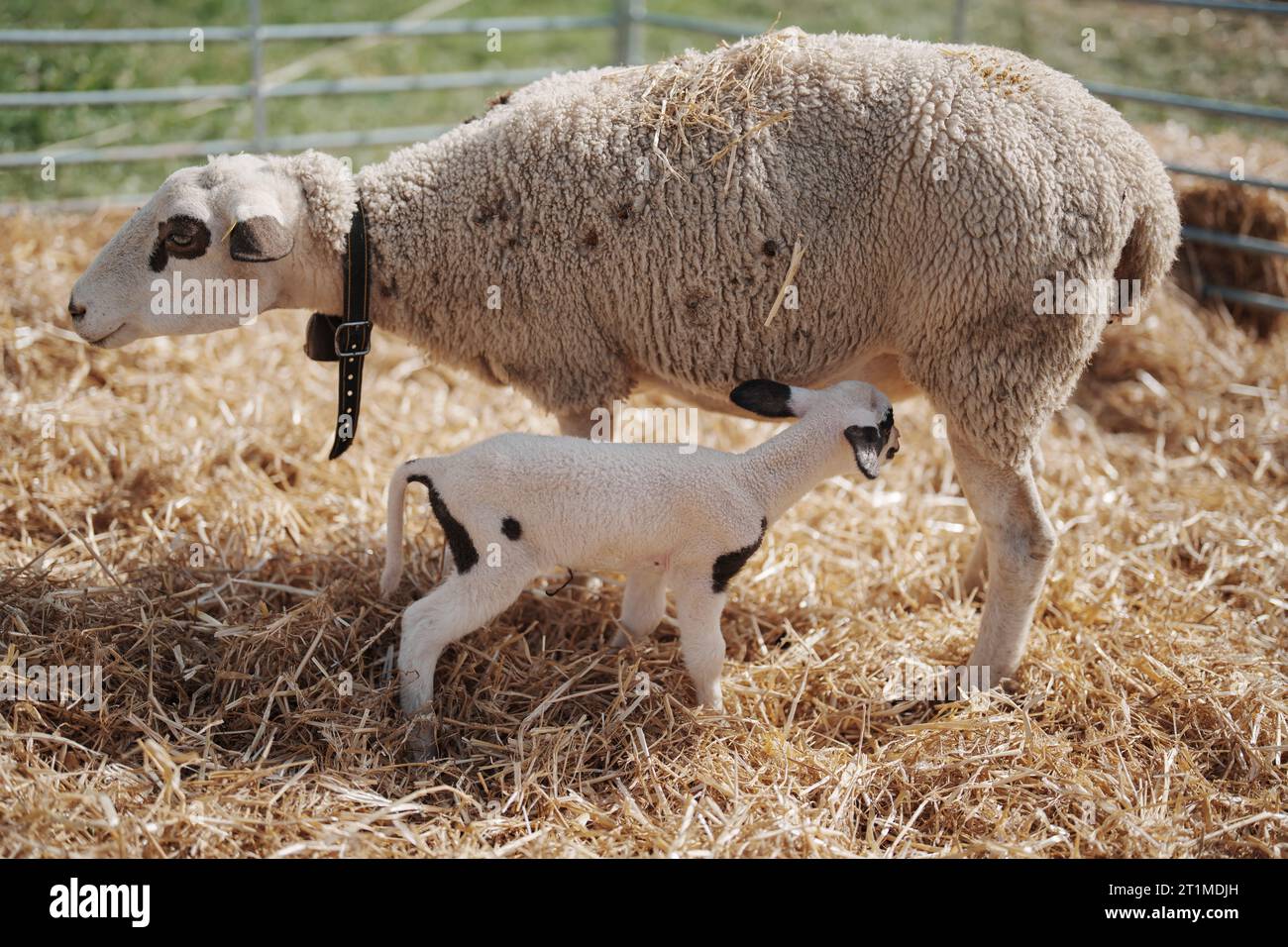 Ewe sheep feeding a baby lamb Stock Photo - Alamy