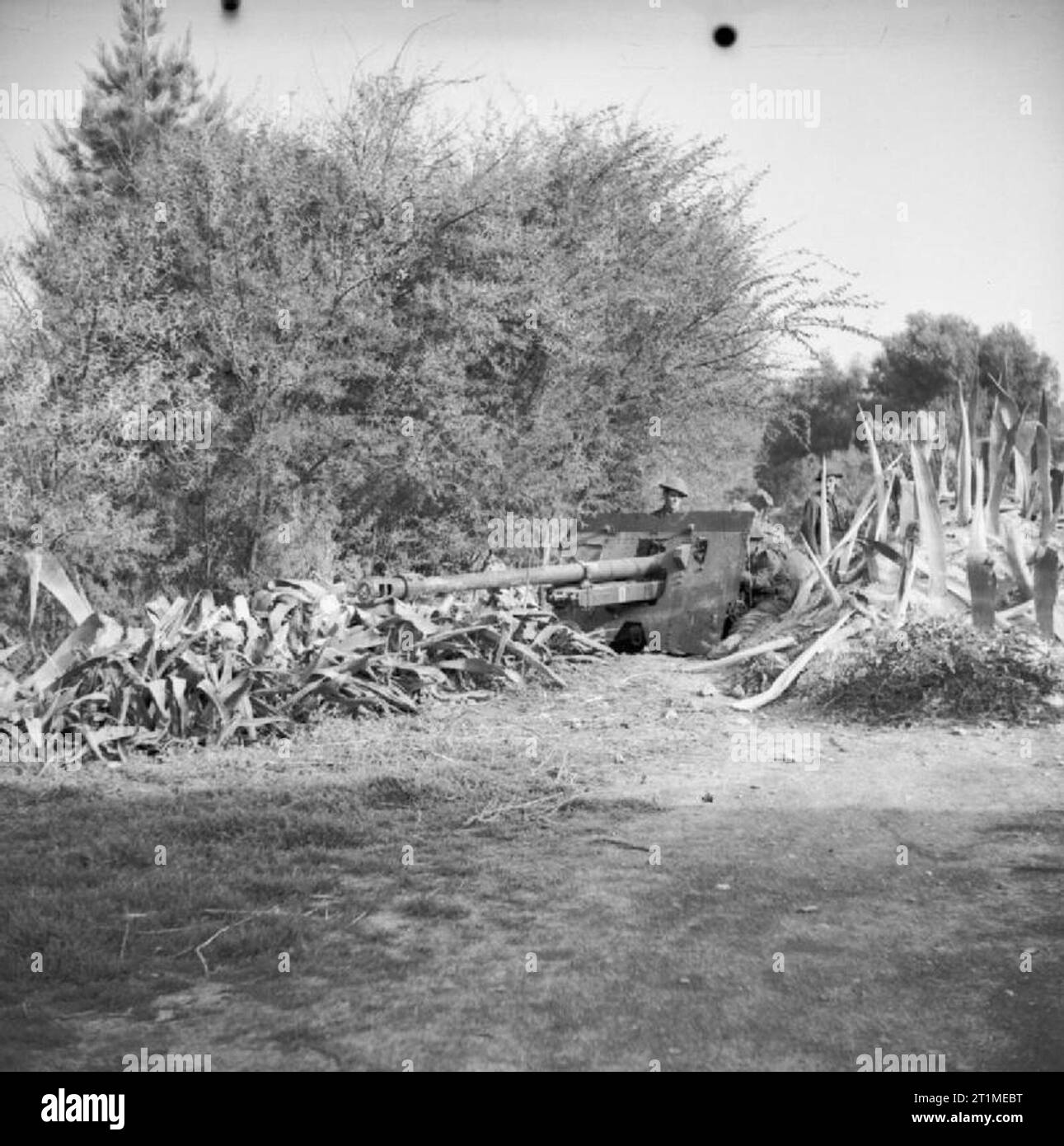 The British Army in Tunisia 1943 A 17-pdr anti-tank gun of 64th Anti ...
