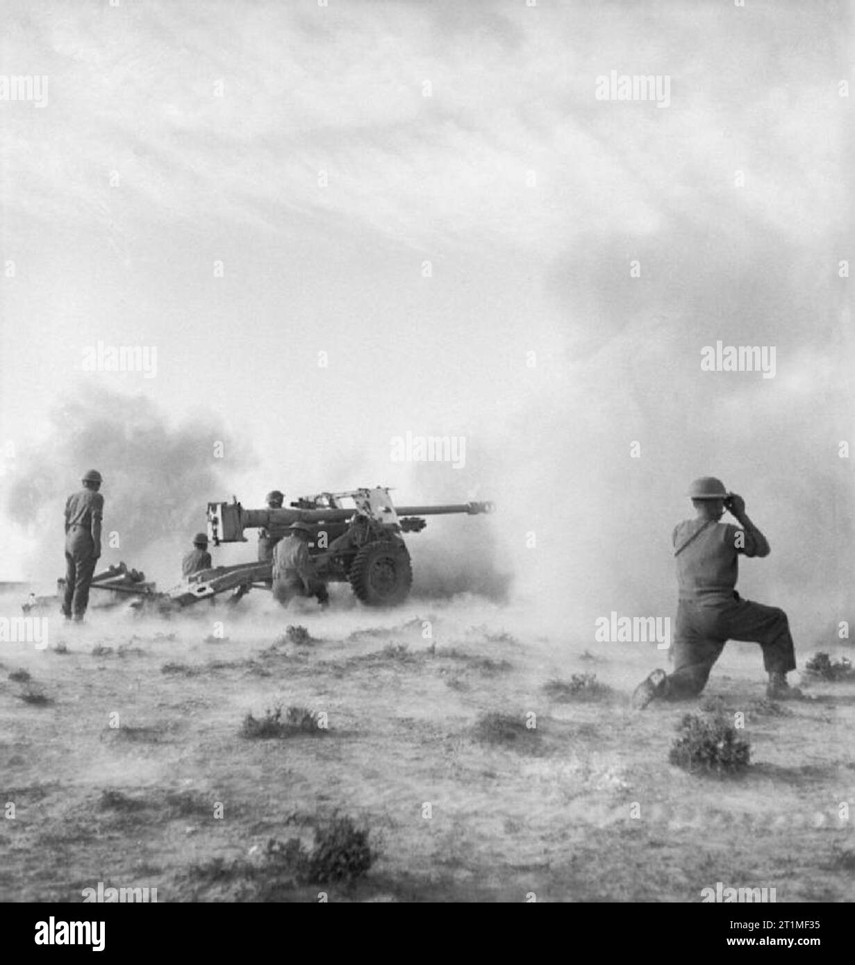 British pheasant hi-res stock photography and images - Alamy