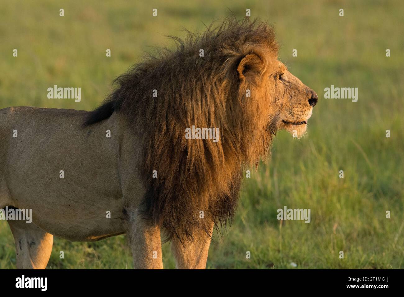 Side profile lion hi-res stock photography and images - Alamy