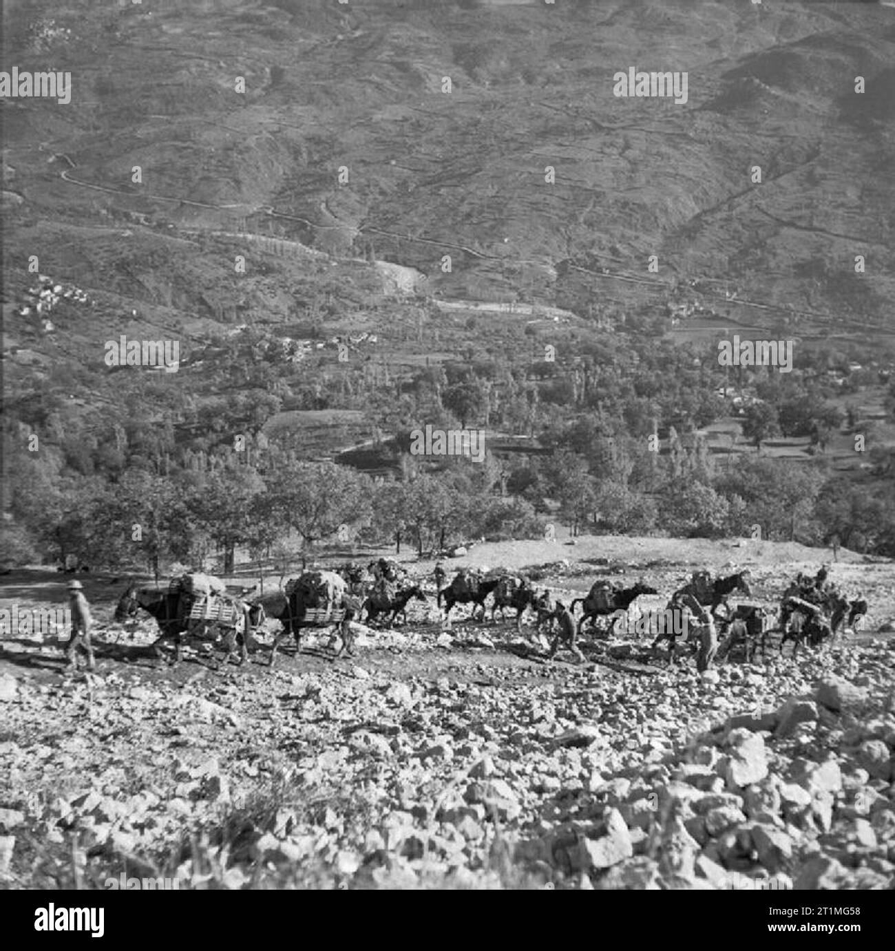 A British Army mule train transports supplies in the Italian mountains ...