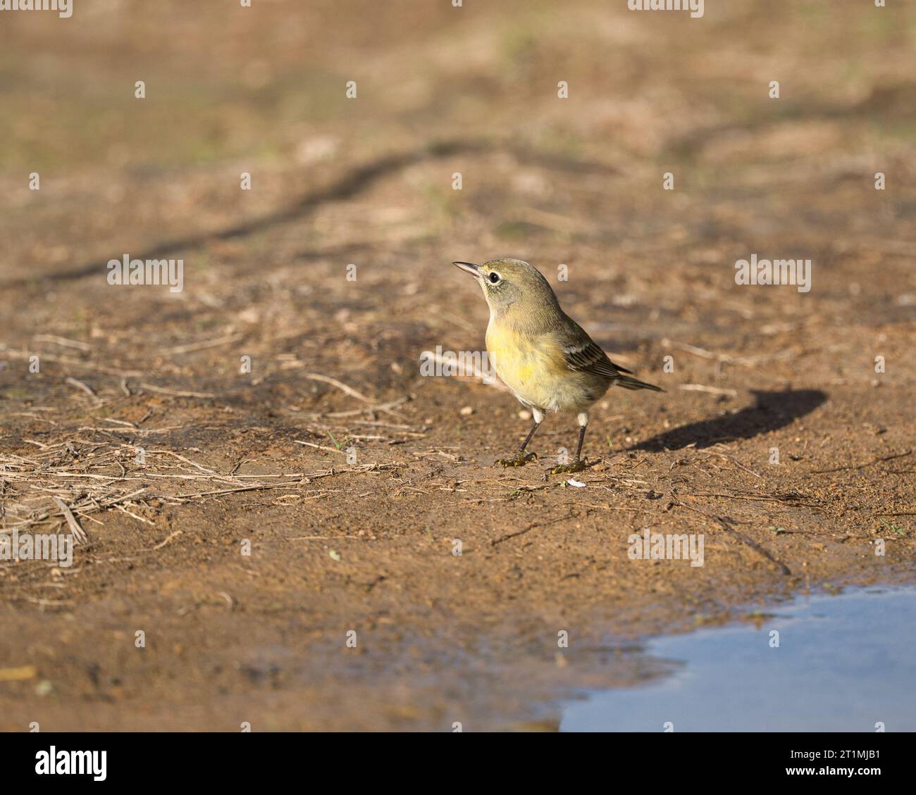 A small, yellow songbird stands on the ground alongside a body of water ...