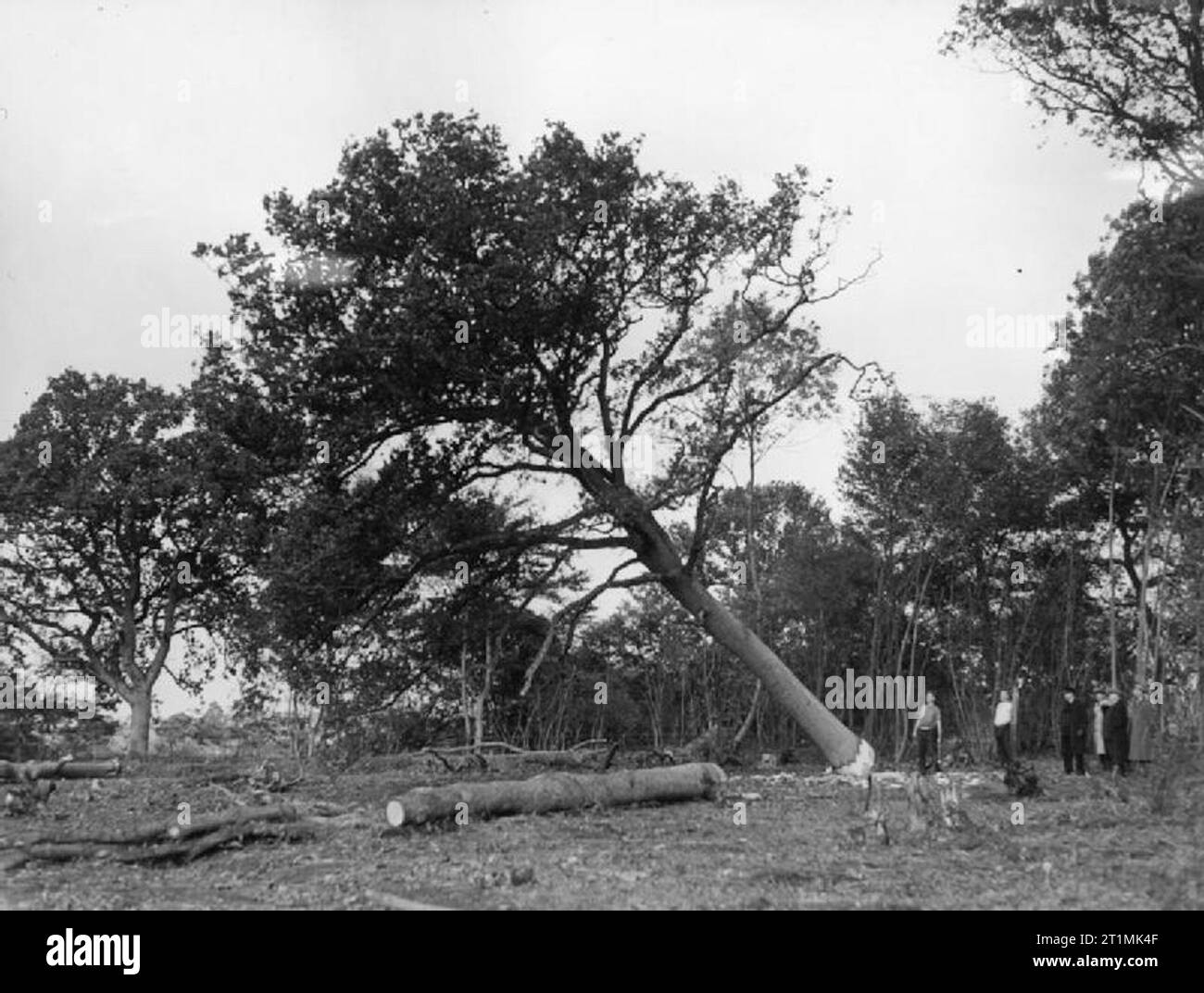 The Royal Navy during the Second World War Shipbuilding: Felling a 150 ...