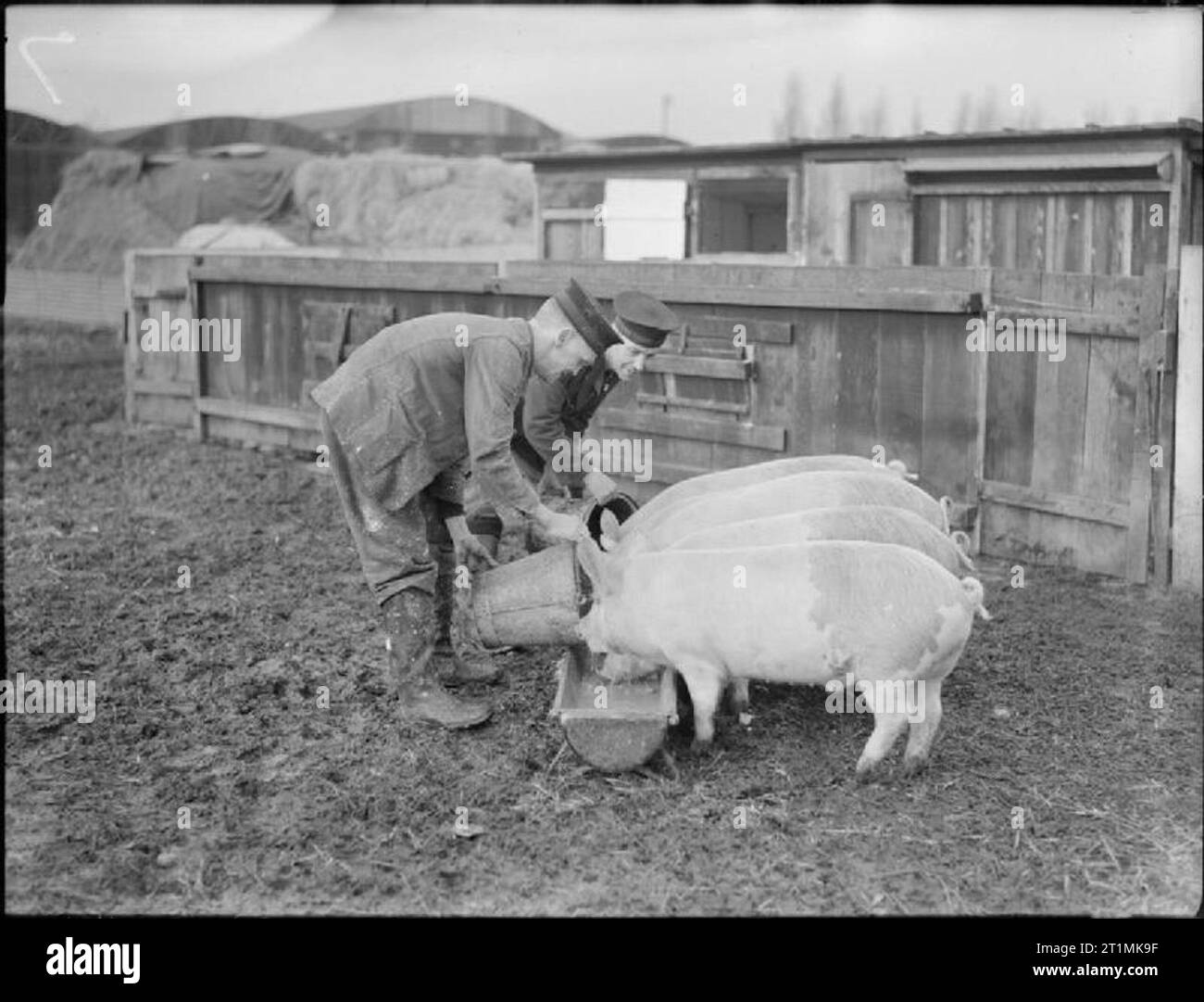 The Royal Navy during the Second World War Two men feeding the pigs at ...