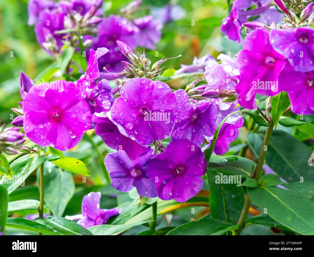 Phlox paniculata Purple Flame flowers after a rain shower Stock Photo ...