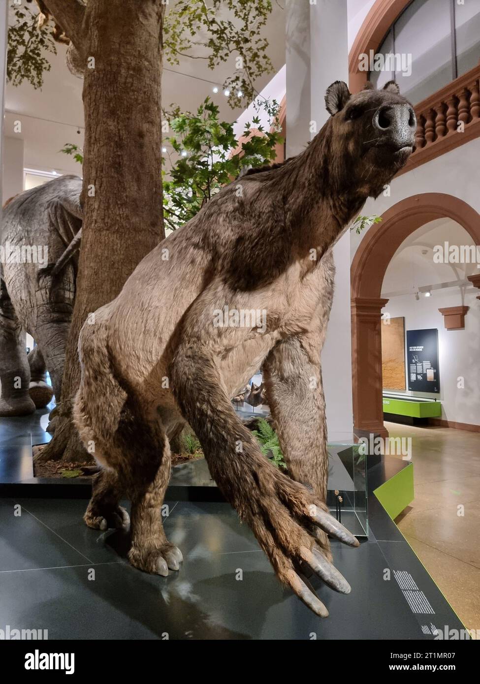 Jurassic Elephant and sloth exhibit Stock Photo - Alamy