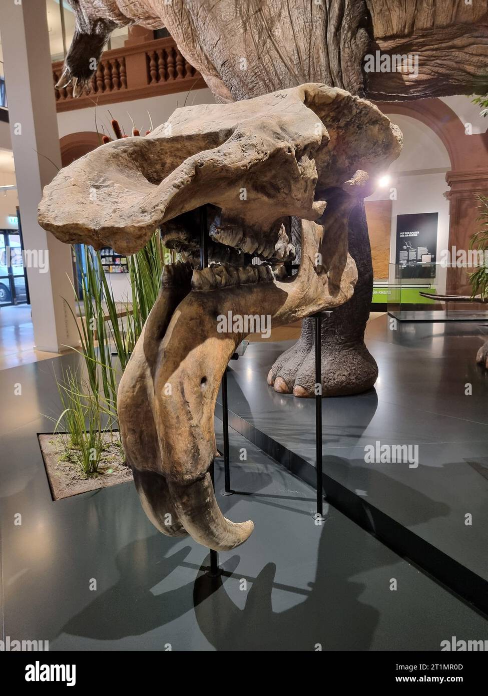 Jurassic Elephant and sloth exhibit Stock Photo - Alamy