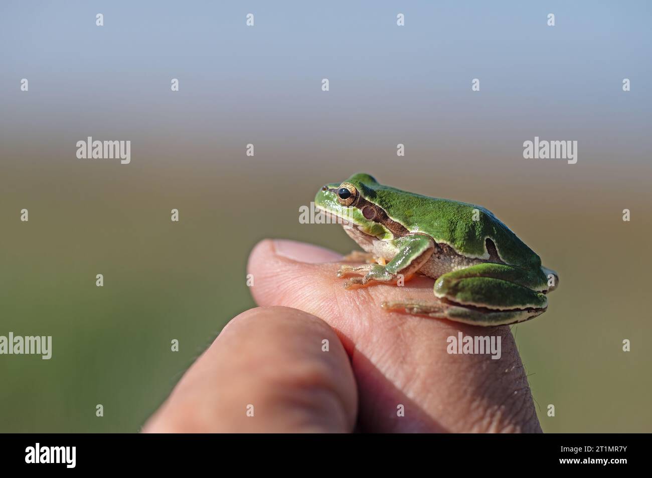 Green tree frog (Hylea orientalis) on the finger Stock Photo - Alamy