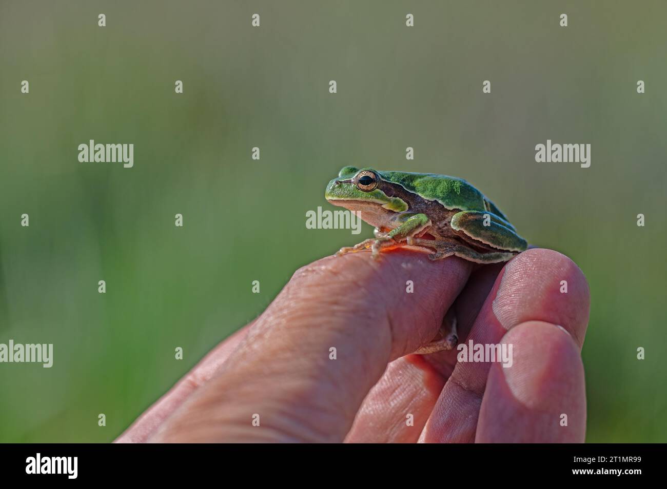 Green tree frog (Hylea orientalis) on the finger Stock Photo - Alamy