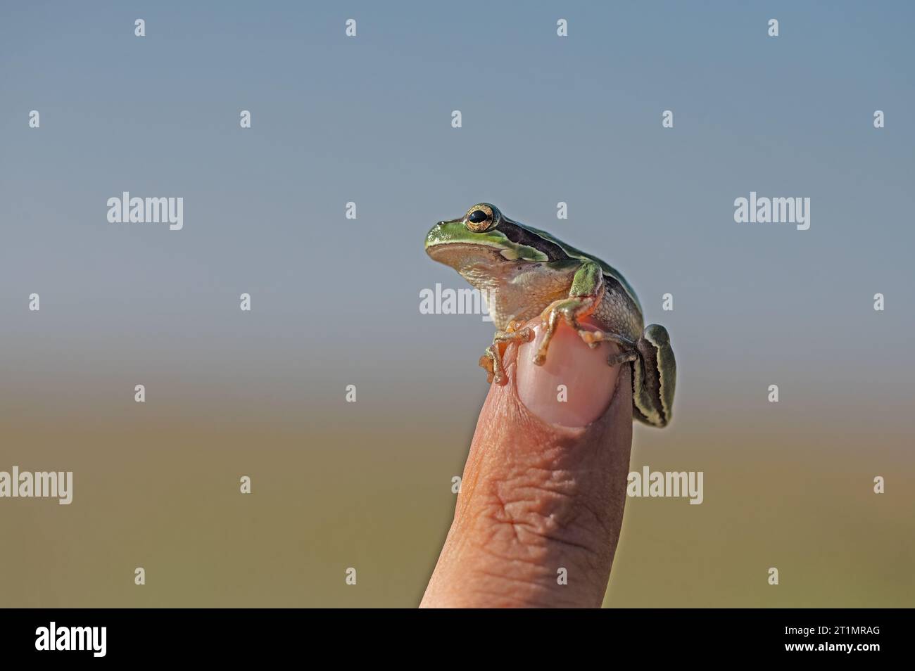 Green tree frog (Hylea orientalis) on the finger Stock Photo - Alamy
