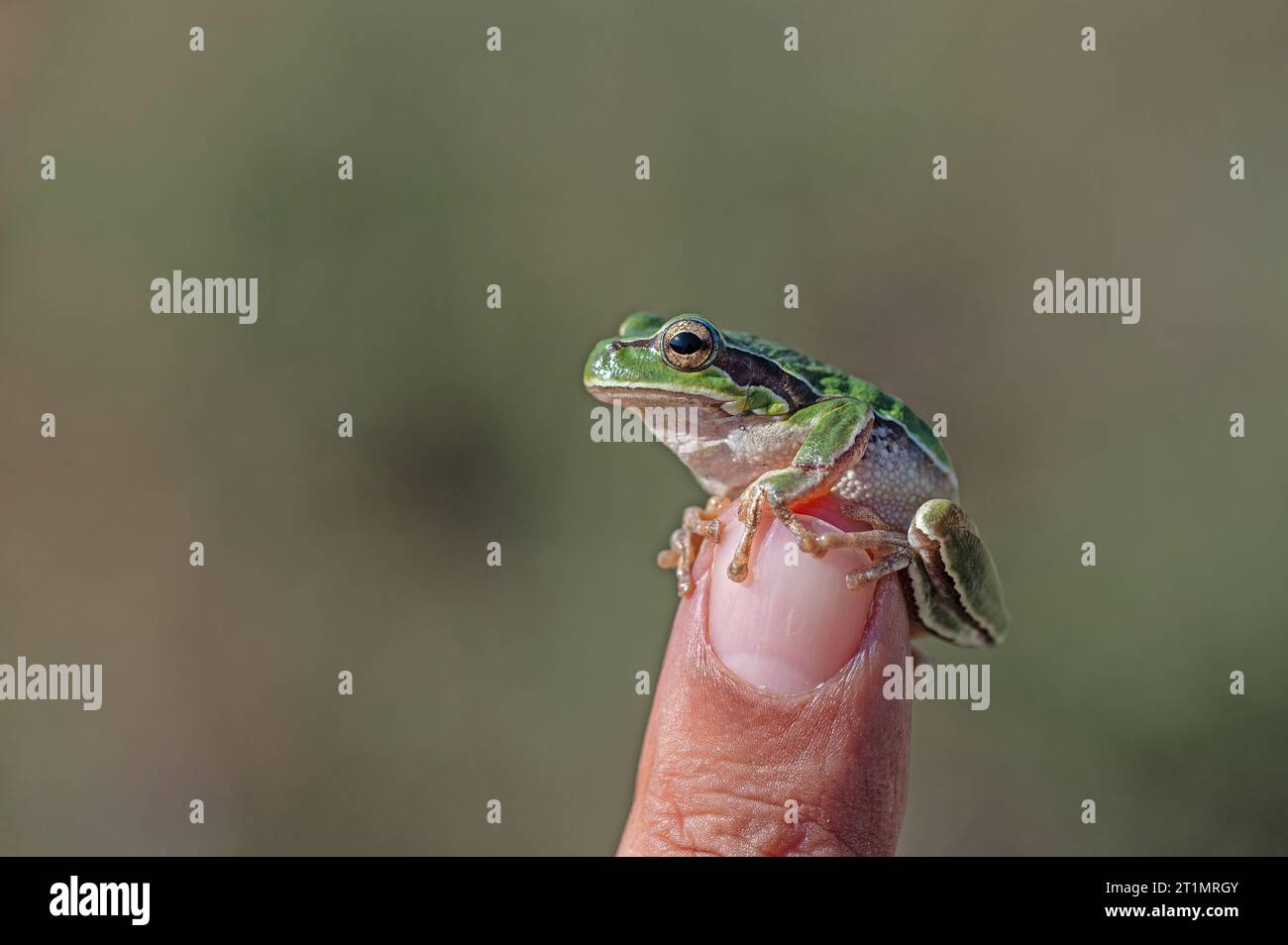 Green tree frog (Hylea orientalis) on the finger Stock Photo - Alamy