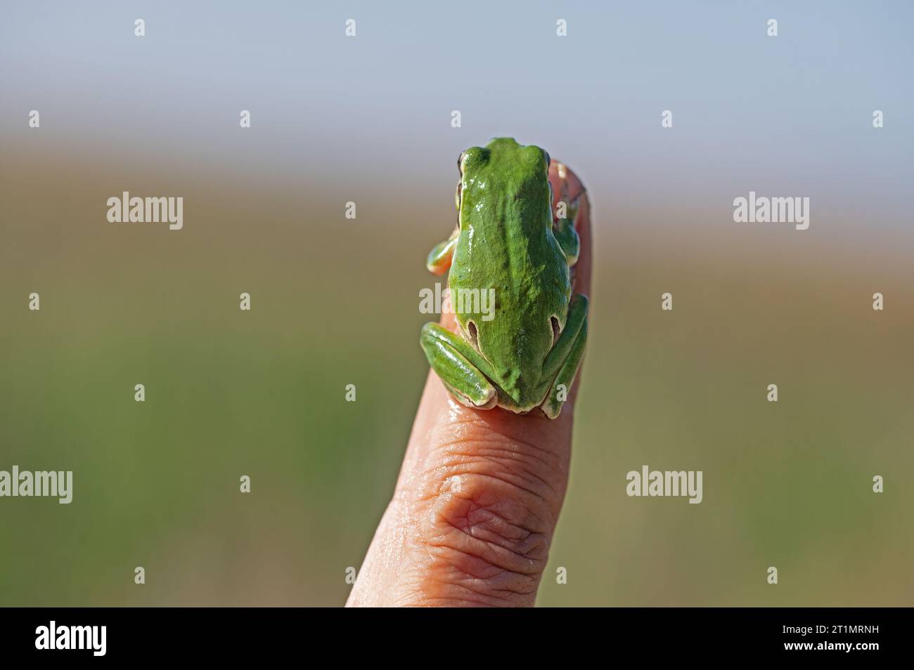Green tree frog (Hylea orientalis) on the finger Stock Photo - Alamy